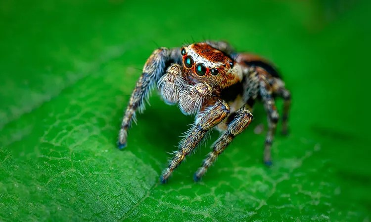 DO SPIDERS SLEEP? Here are some factors about the Sleeping spiders