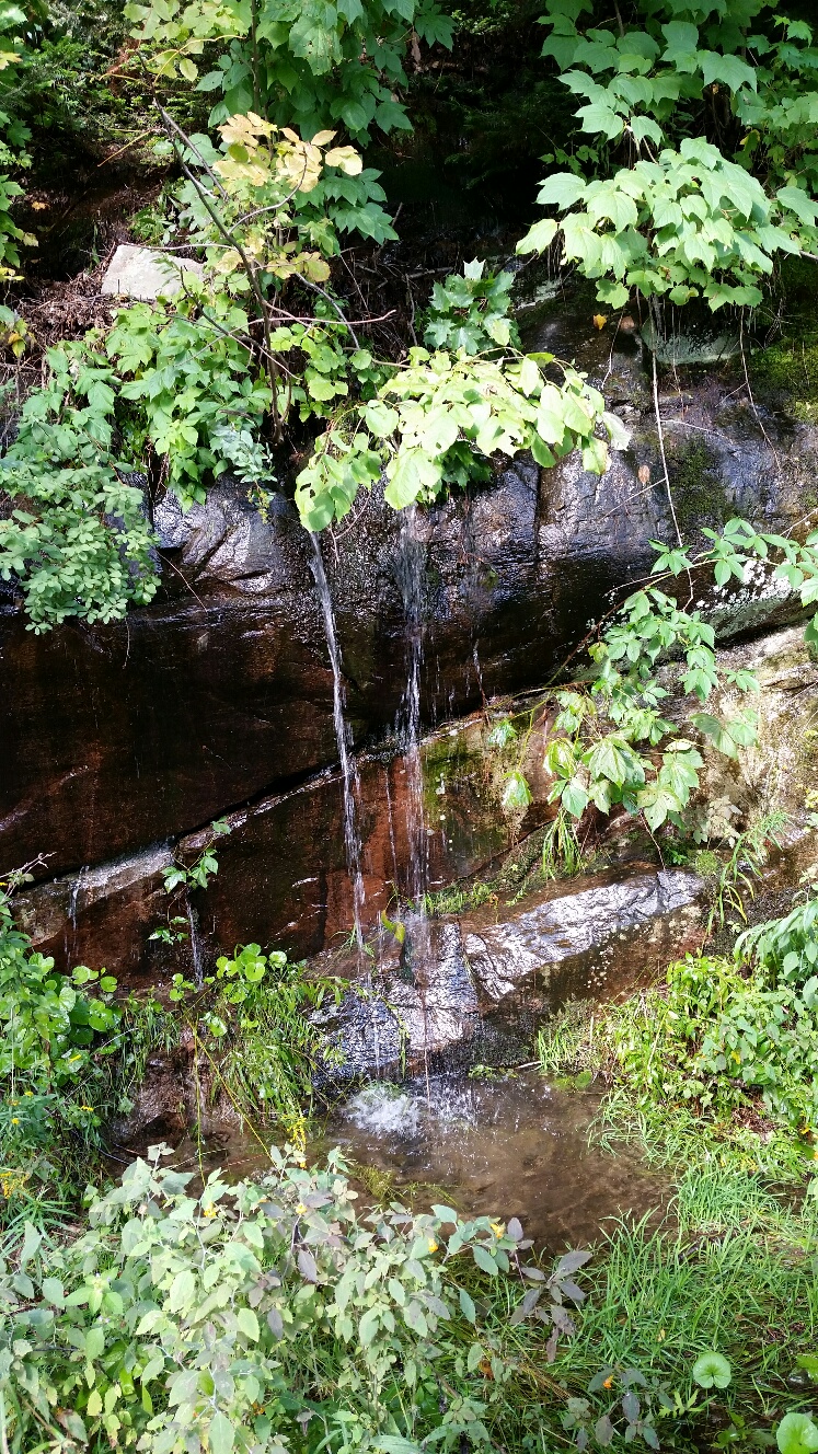 Photo Gallery – Limberlost Forest and Wildlife Reserve