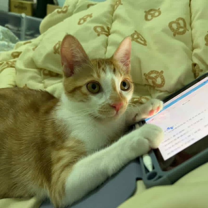 Mindlna 1 Coding Cookie - Beautiful Mountain Photo - Ultra HD