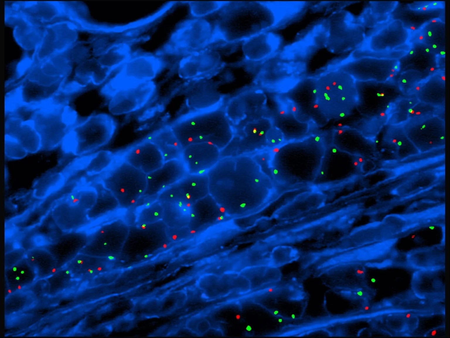FISH Testing Probes Market 2022 by Top Key Players, Types, Applications ...