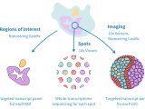 10 Single Cell Spatial Transcriptomics Scomicnotes