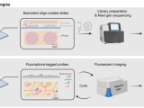10 Single Cell Spatial Transcriptomics Scomicnotes
