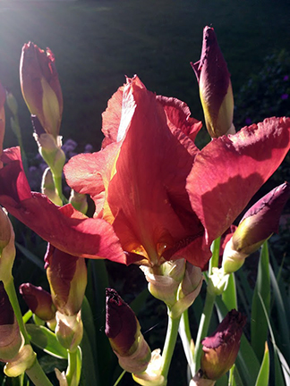 I am also a gardener — and I love Irises.