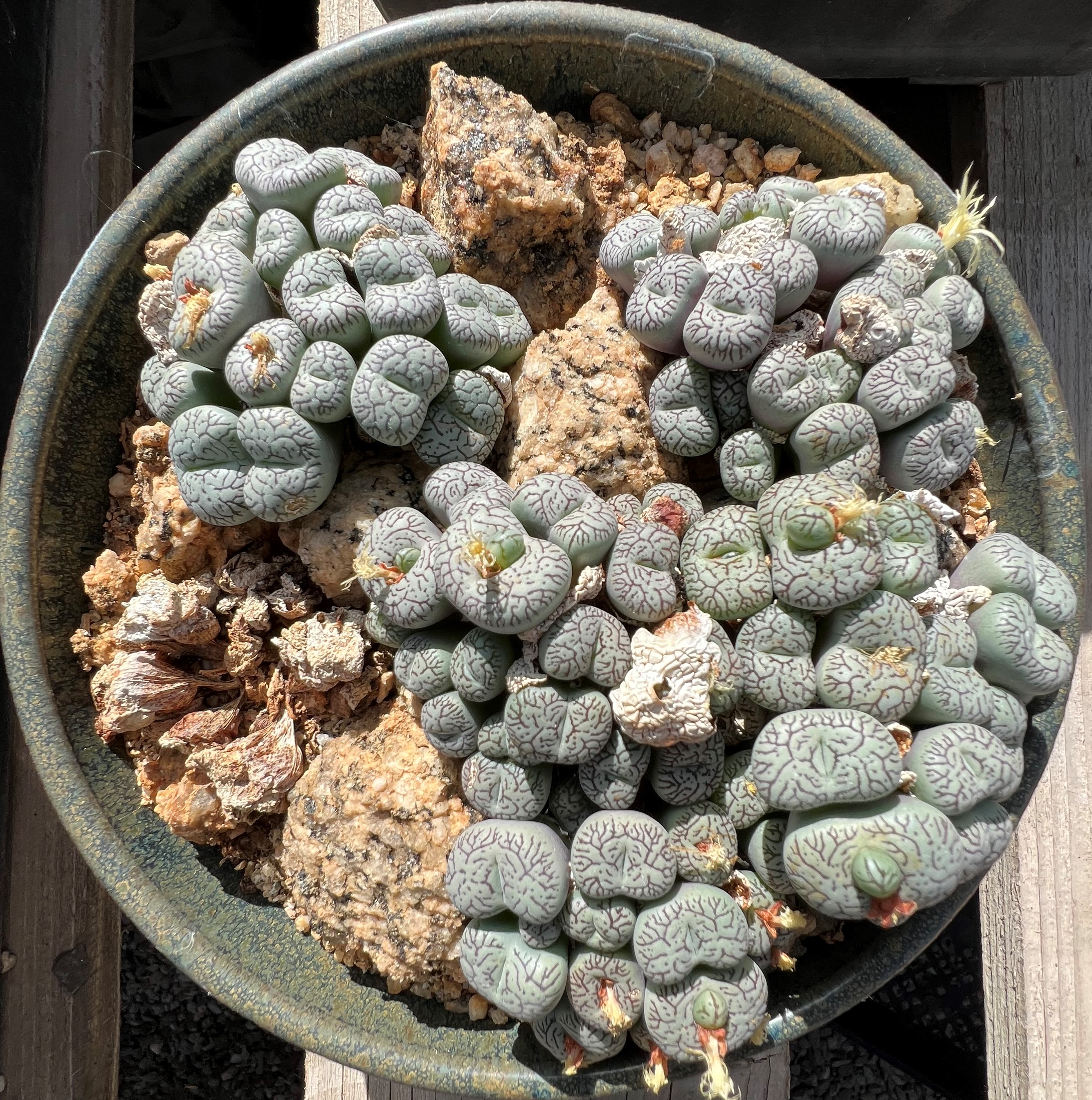 Conophytum - Lithops Living Stones Nursery