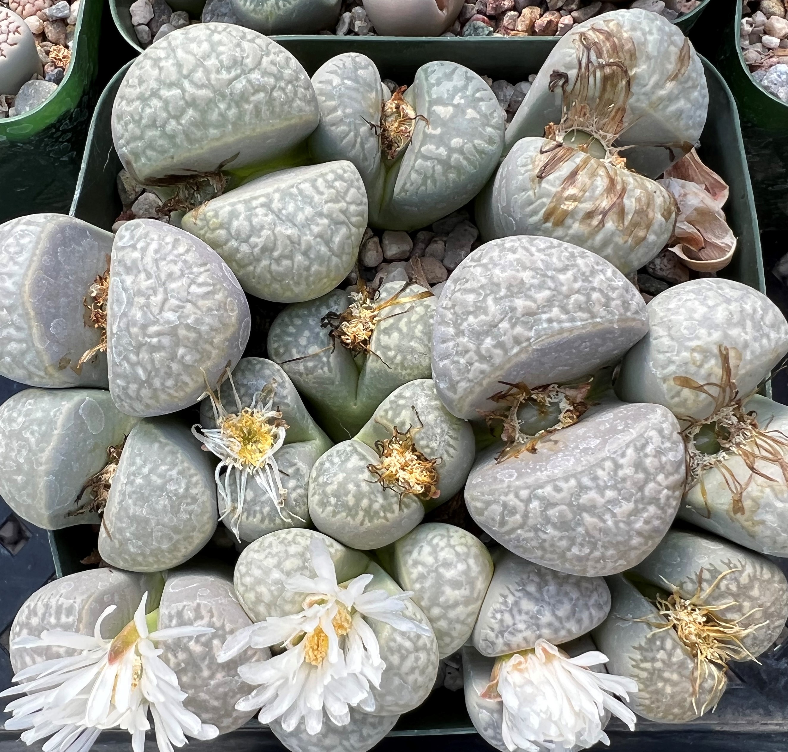 Lithops - Lithops Living Stones Nursery