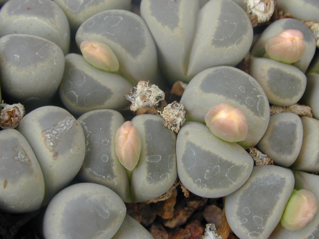 Lithops - Lithops Living Stones Nursery