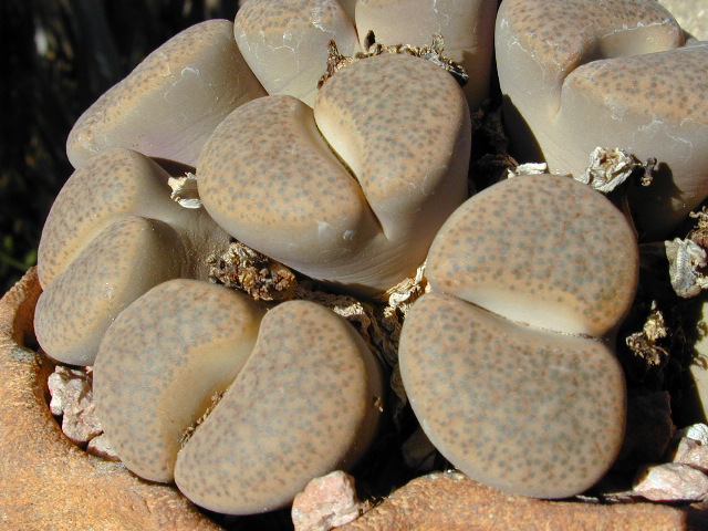 Lithops - Lithops Living Stones Nursery