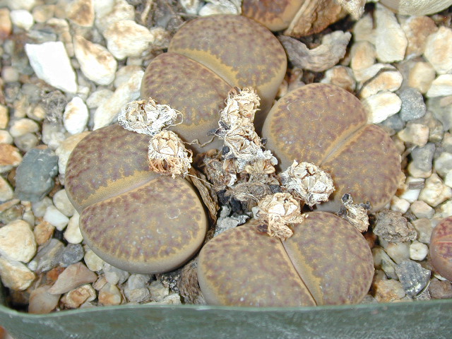 Lithops - Lithops Living Stones Nursery