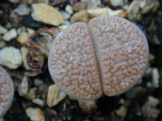 Lithops - Lithops Living Stones Nursery