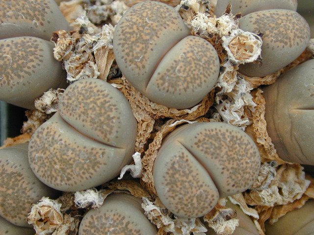 Lithops - Lithops Living Stones Nursery