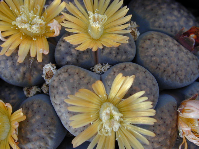Lithops - Lithops Living Stones Nursery