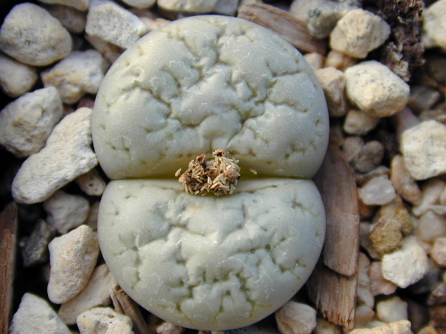 Lithops - Lithops Living Stones Nursery