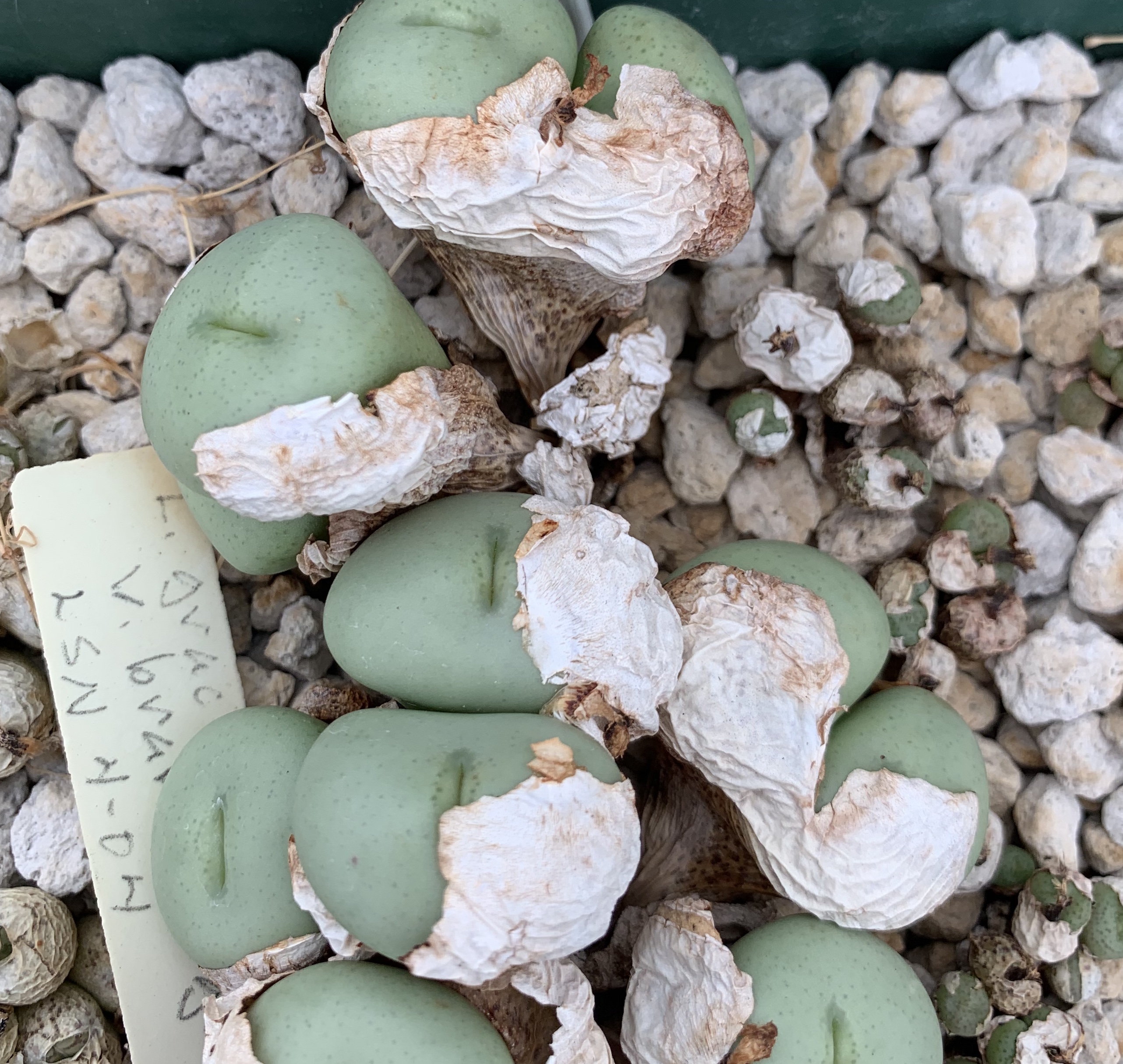 Conophytum - Lithops Living Stones Nursery