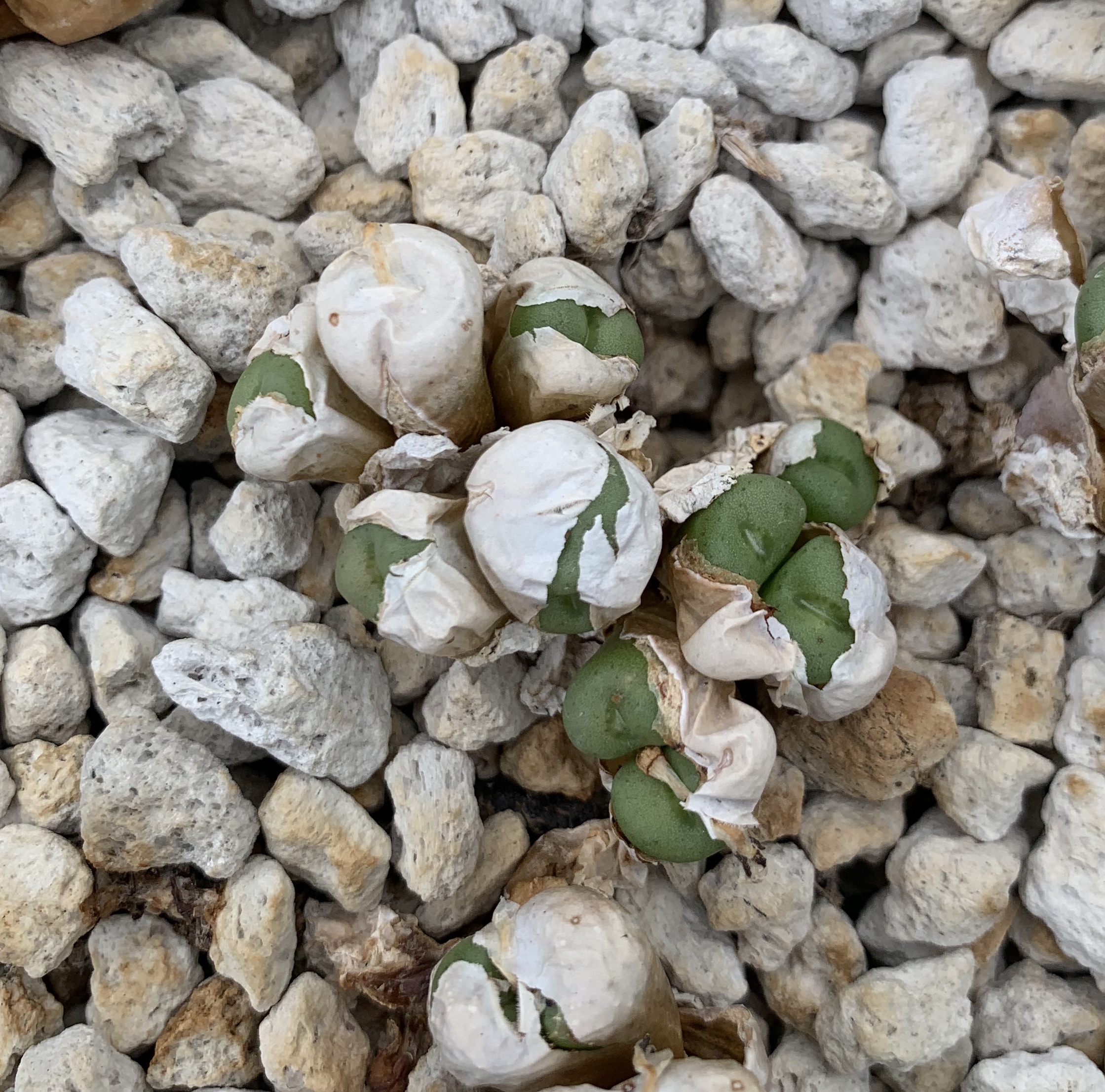Conophytum - Lithops Living Stones Nursery
