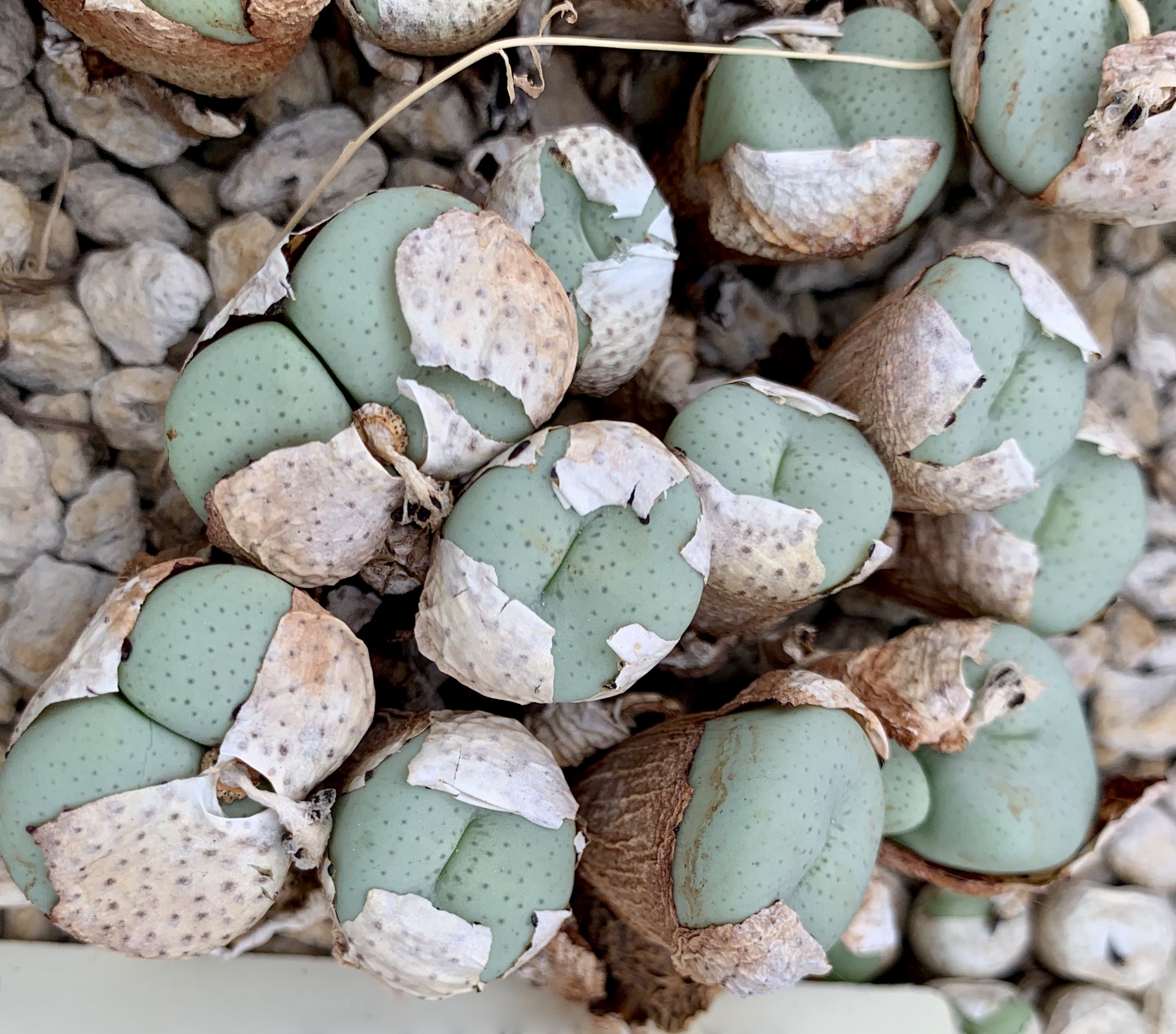 Conophytum - Lithops Living Stones Nursery