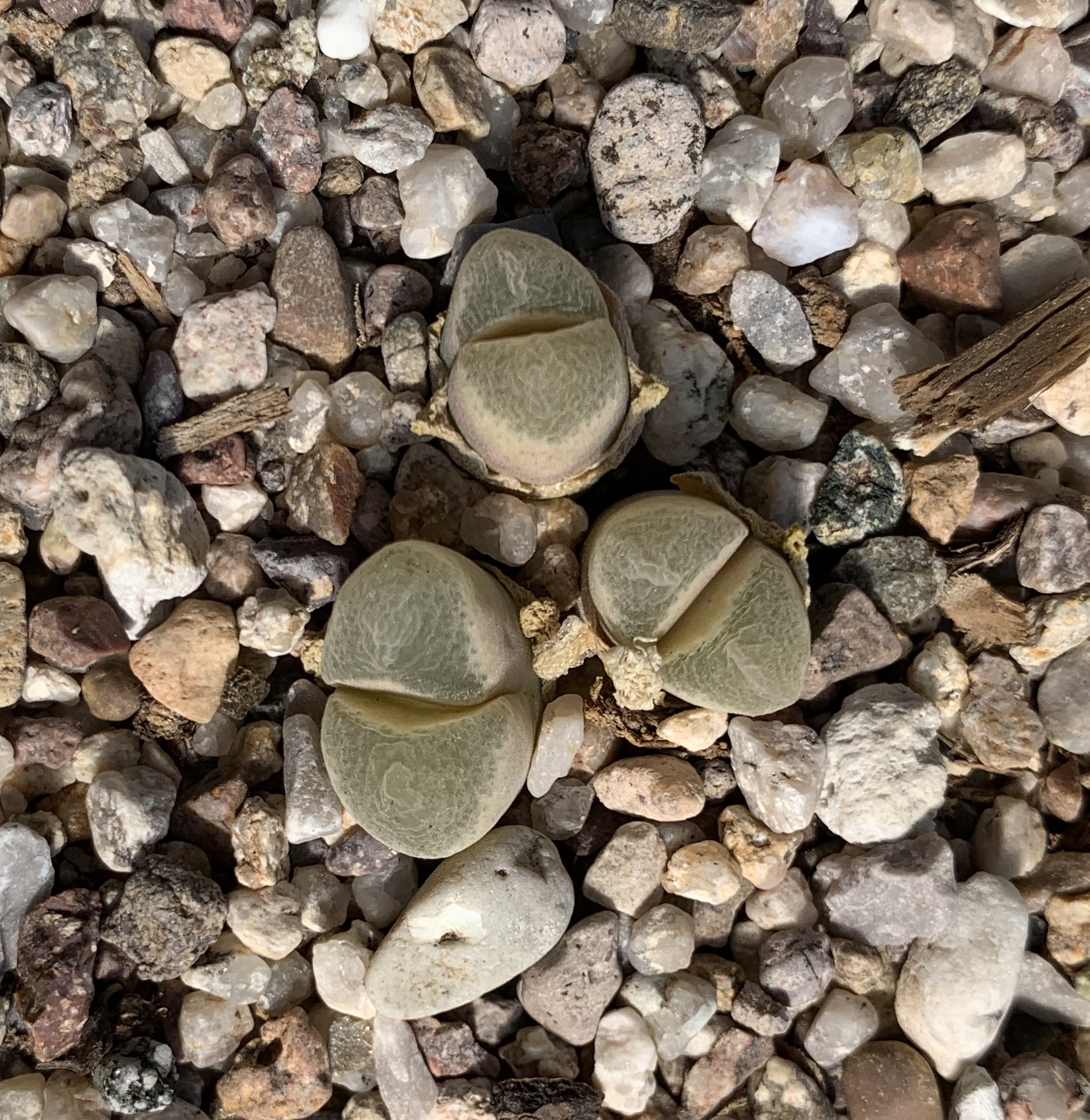 Conophytum - Lithops Living Stones Nursery