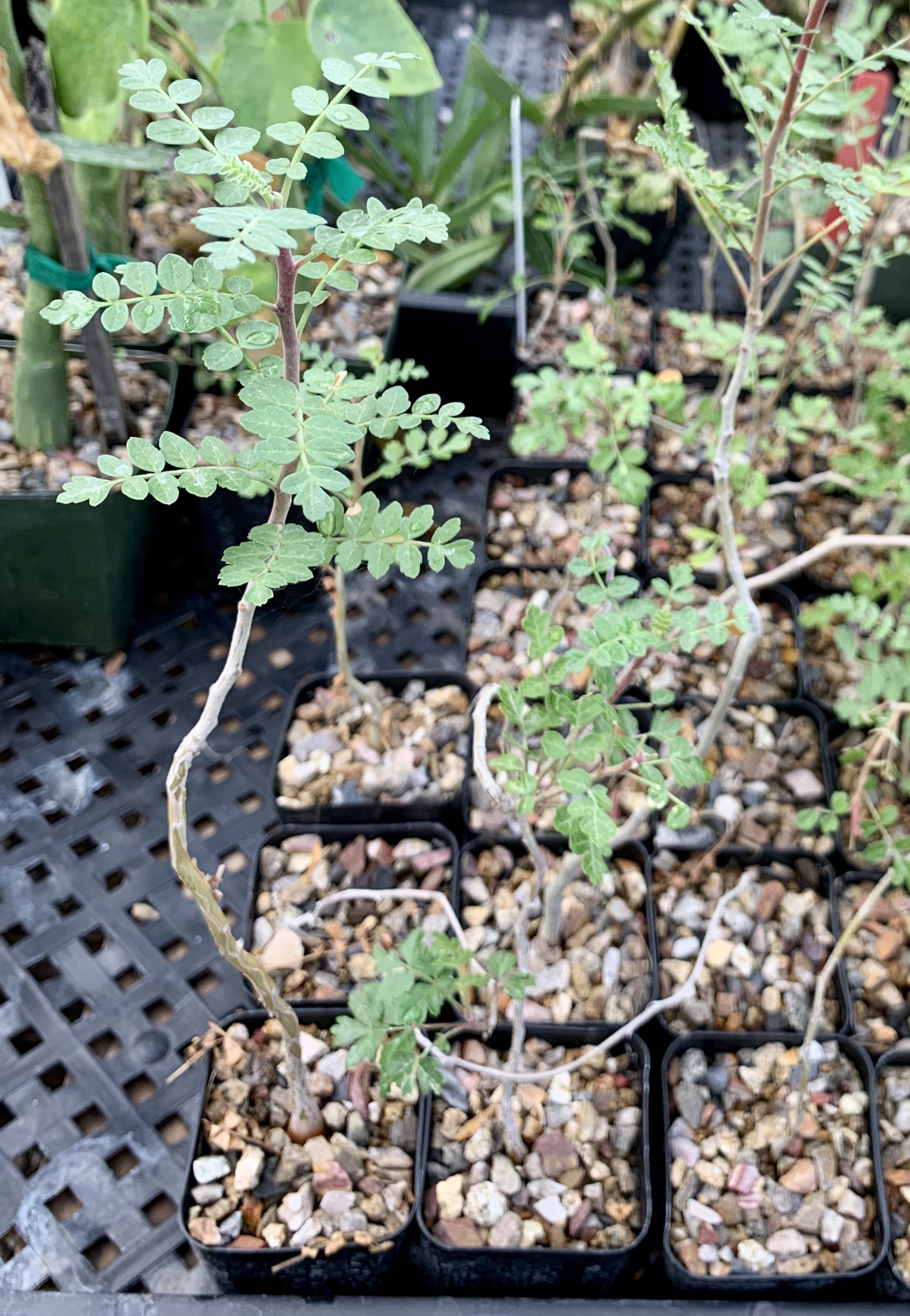 Pachycormus - Lithops Living Stones Nursery