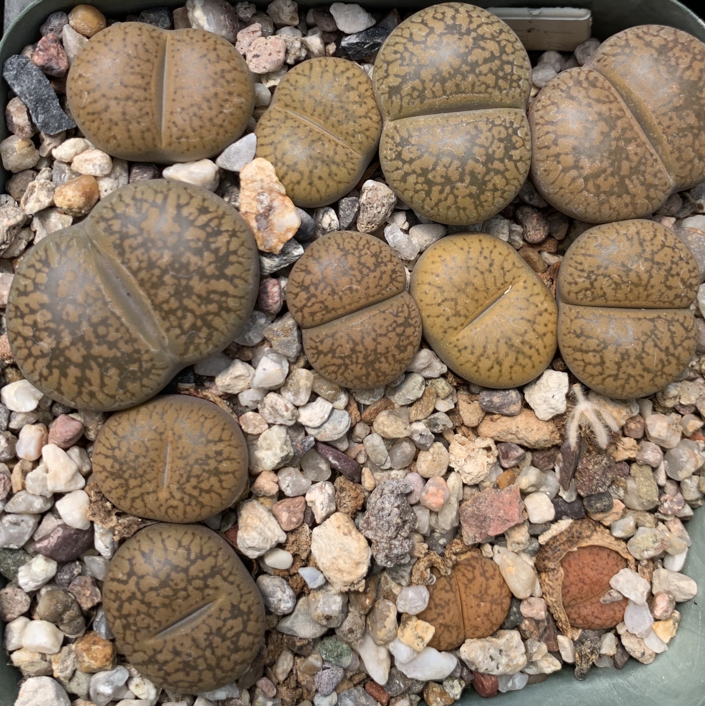 Lithops - Lithops Living Stones Nursery