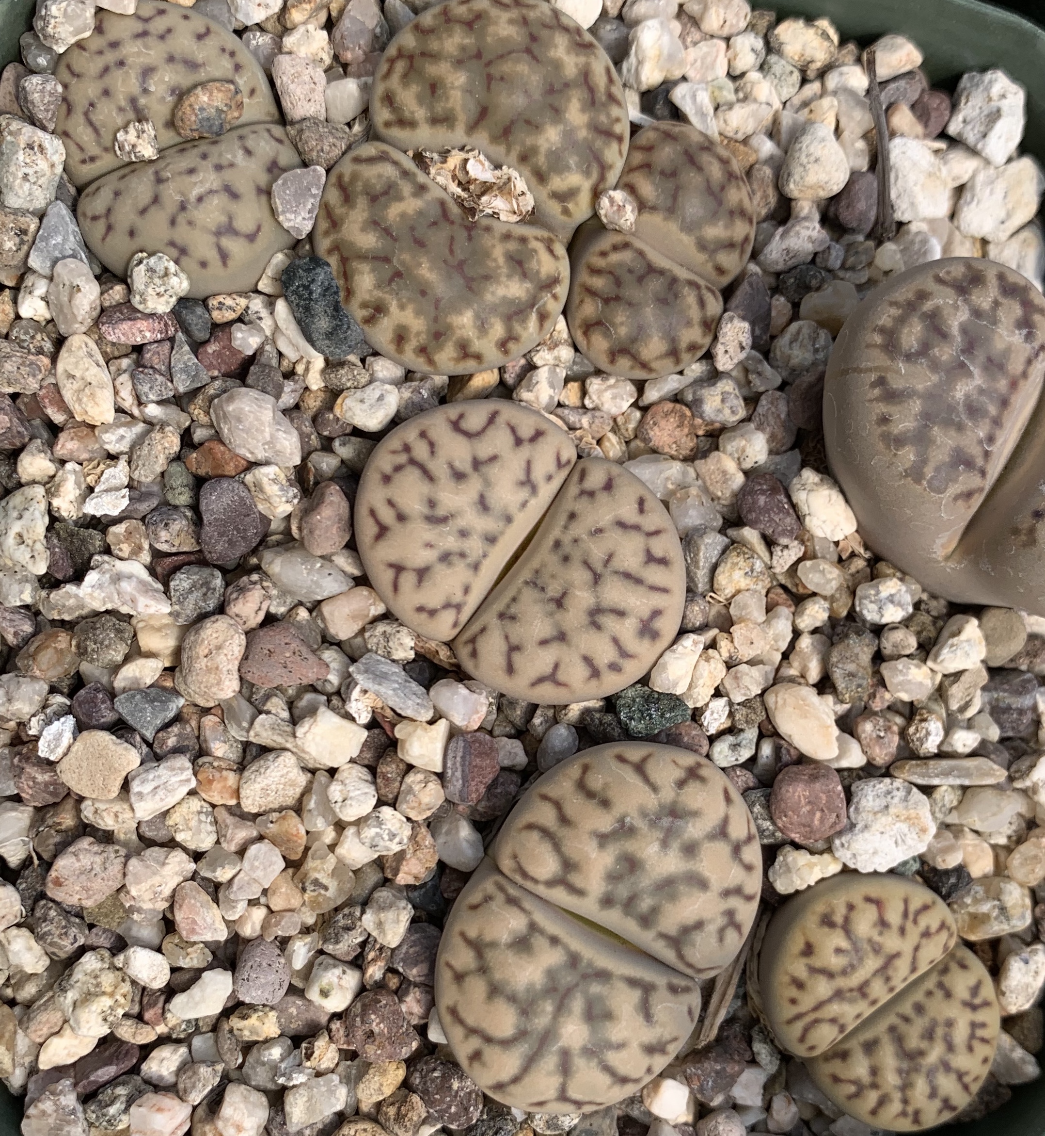 Lithops - Lithops Living Stones Nursery