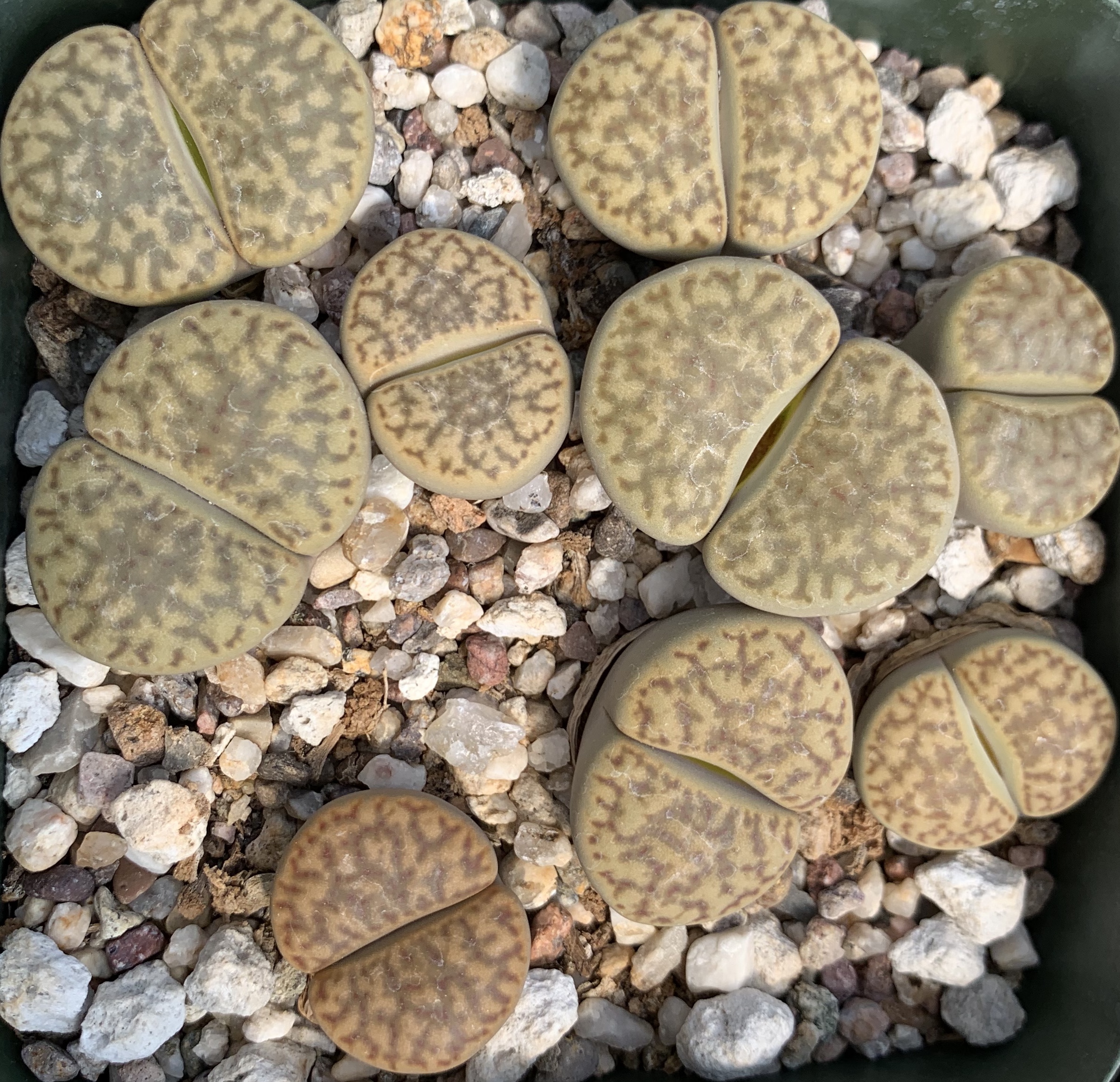 Lithops - Lithops Living Stones Nursery