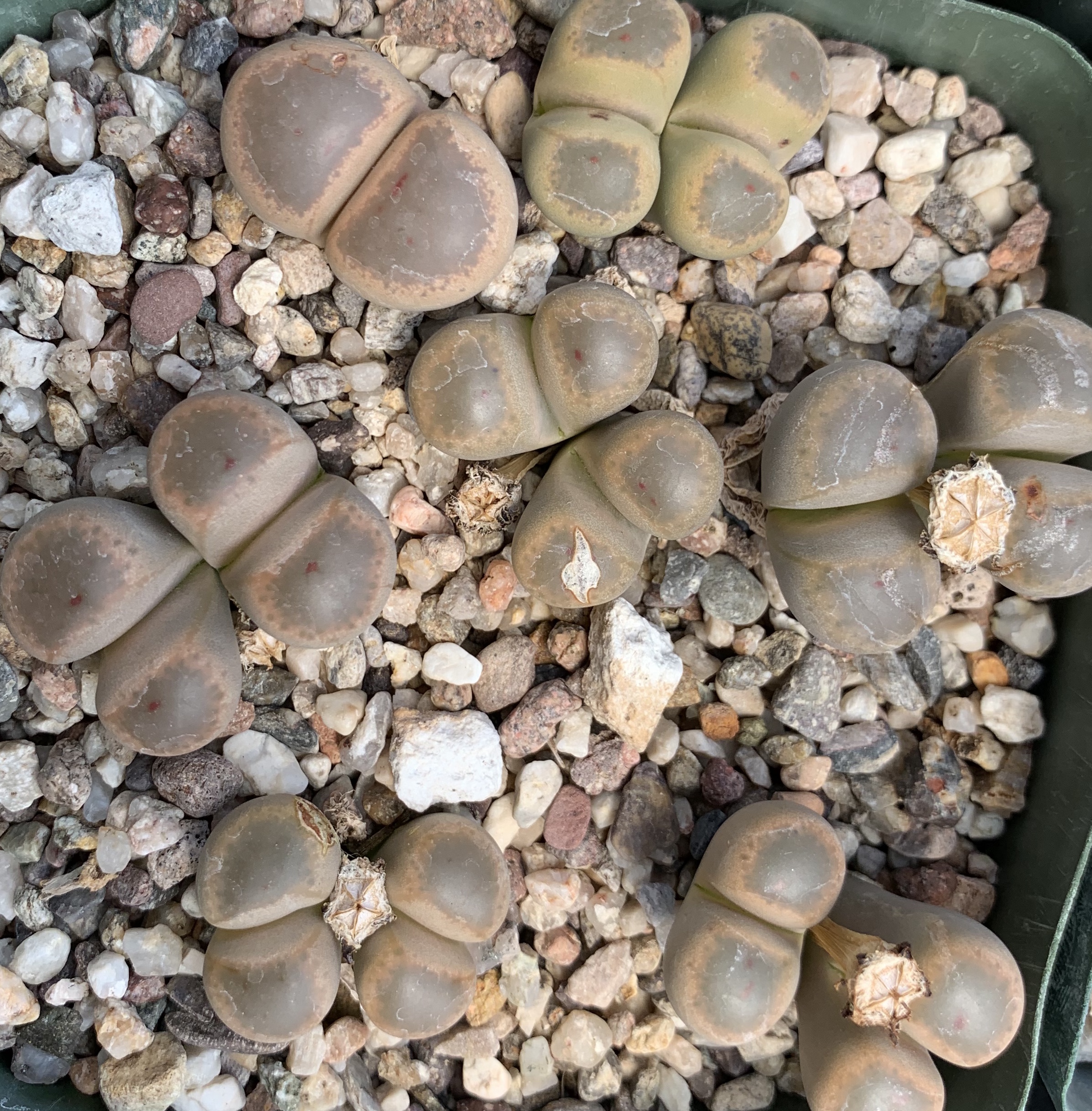 Lithops - Lithops Living Stones Nursery