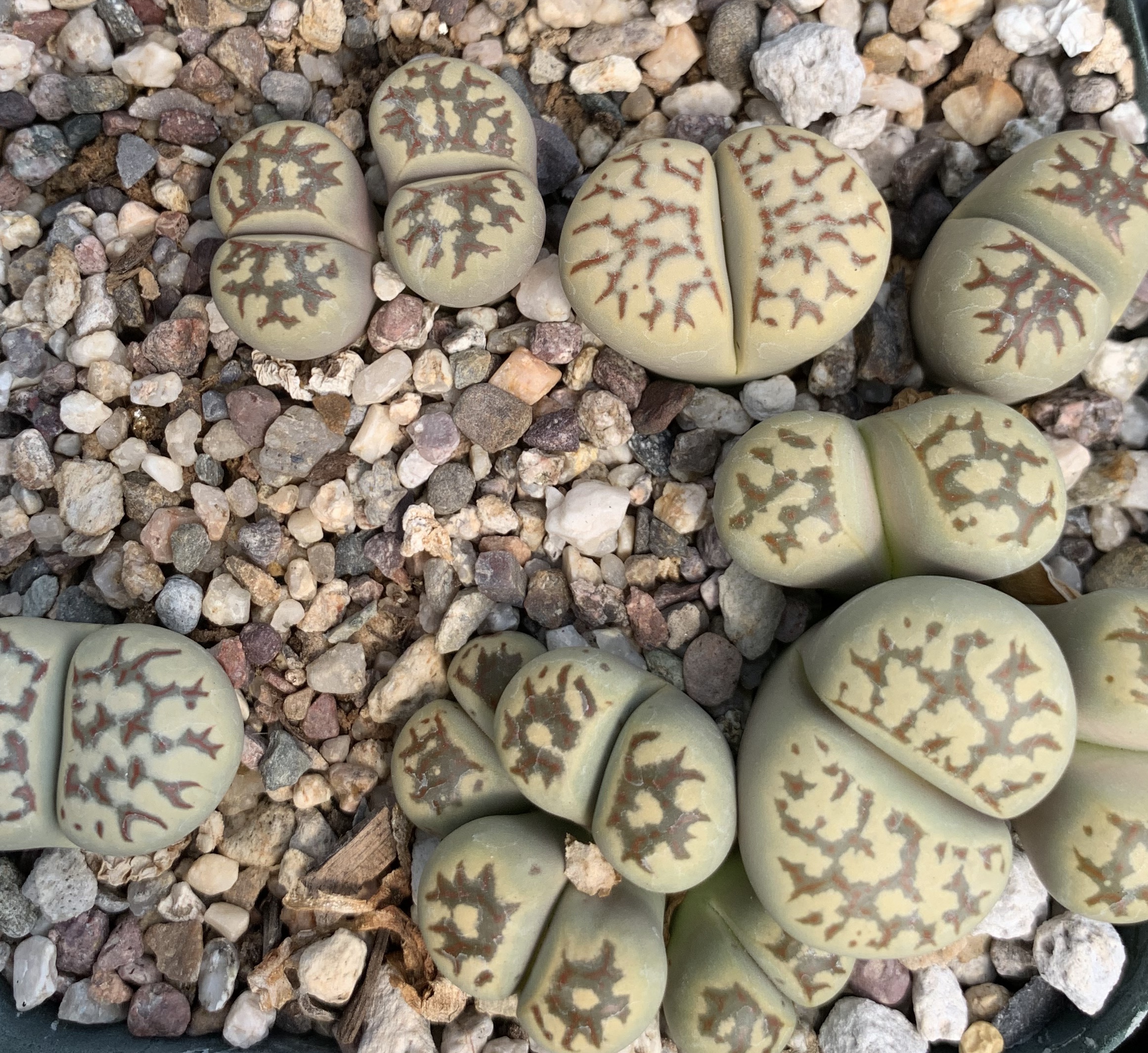 Lithops - Lithops Living Stones Nursery