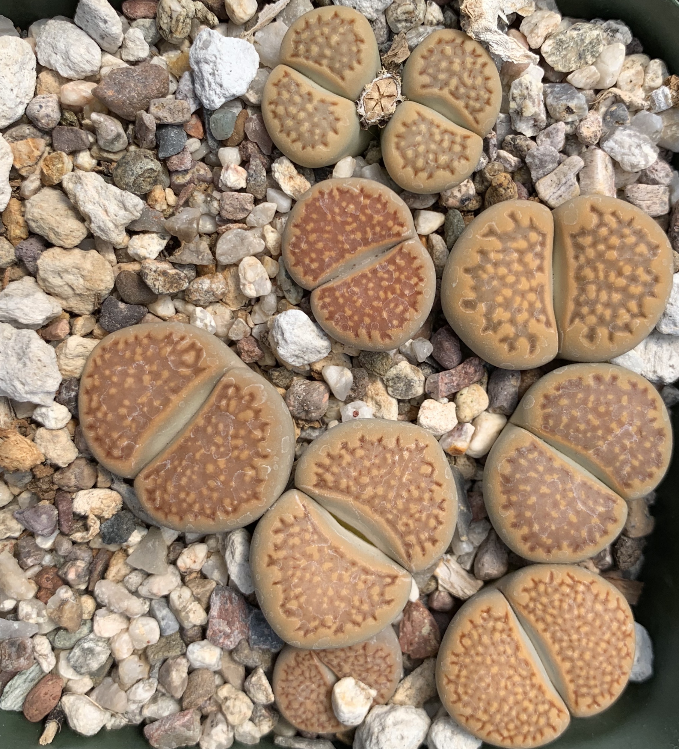 Lithops - Lithops Living Stones Nursery