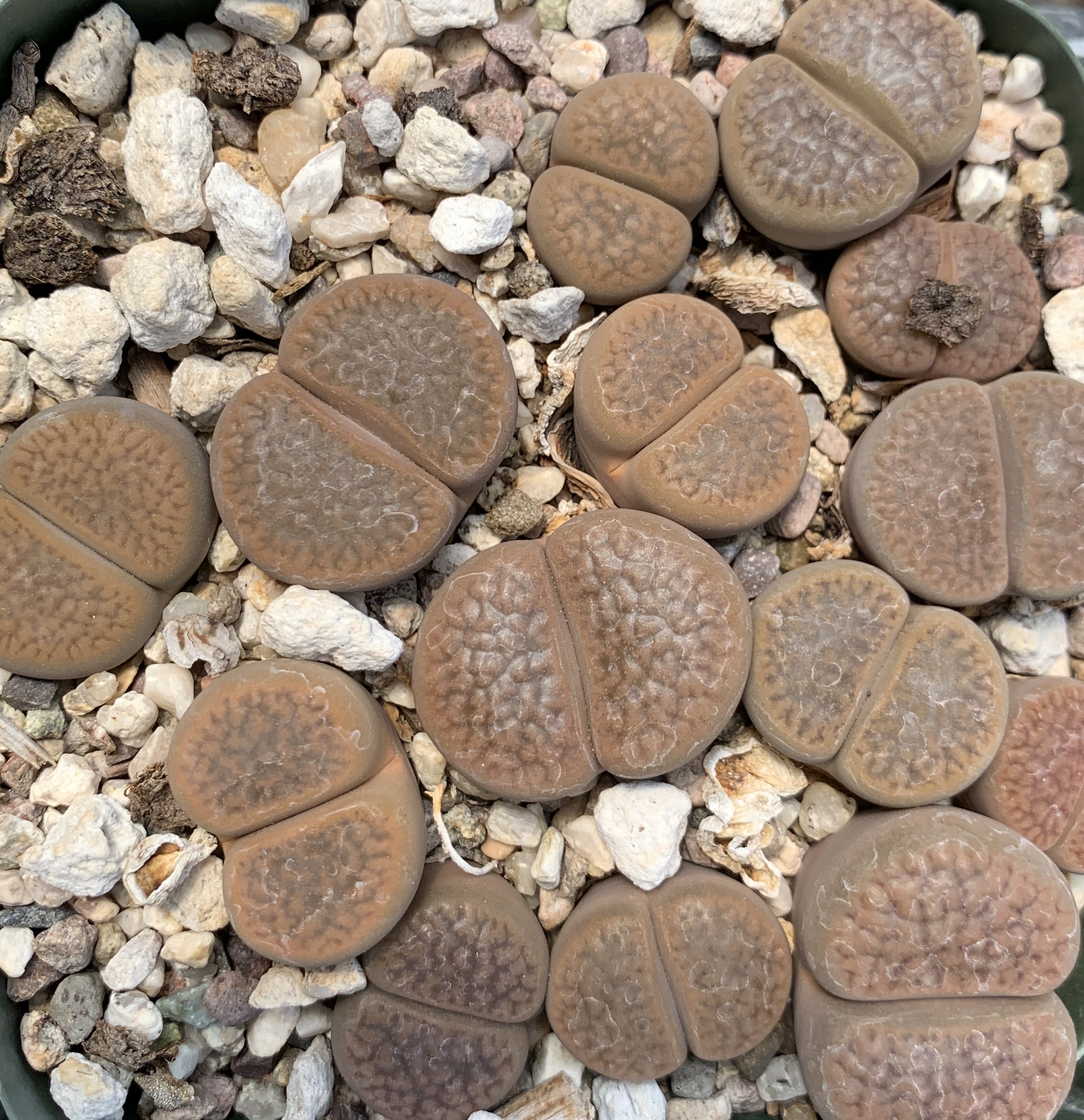 Lithops - Lithops Living Stones Nursery