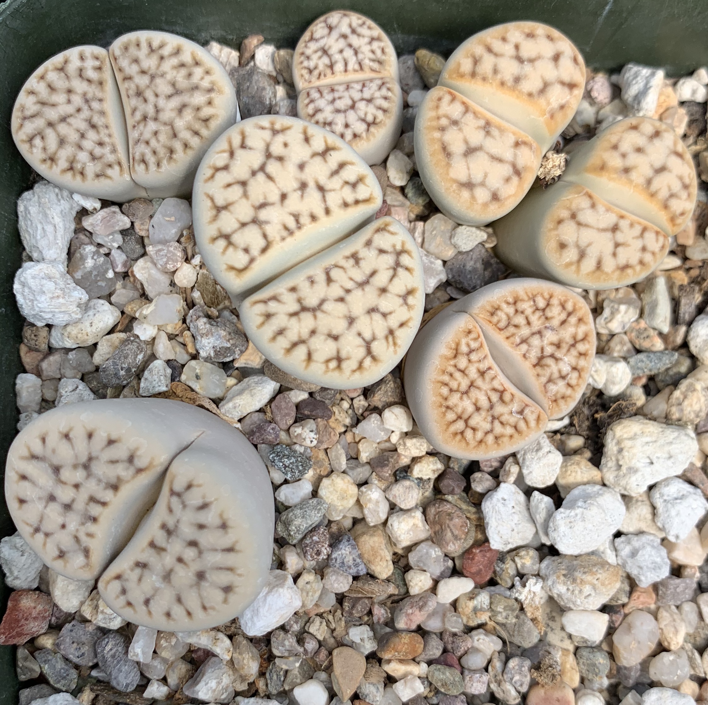 Lithops - Lithops Living Stones Nursery