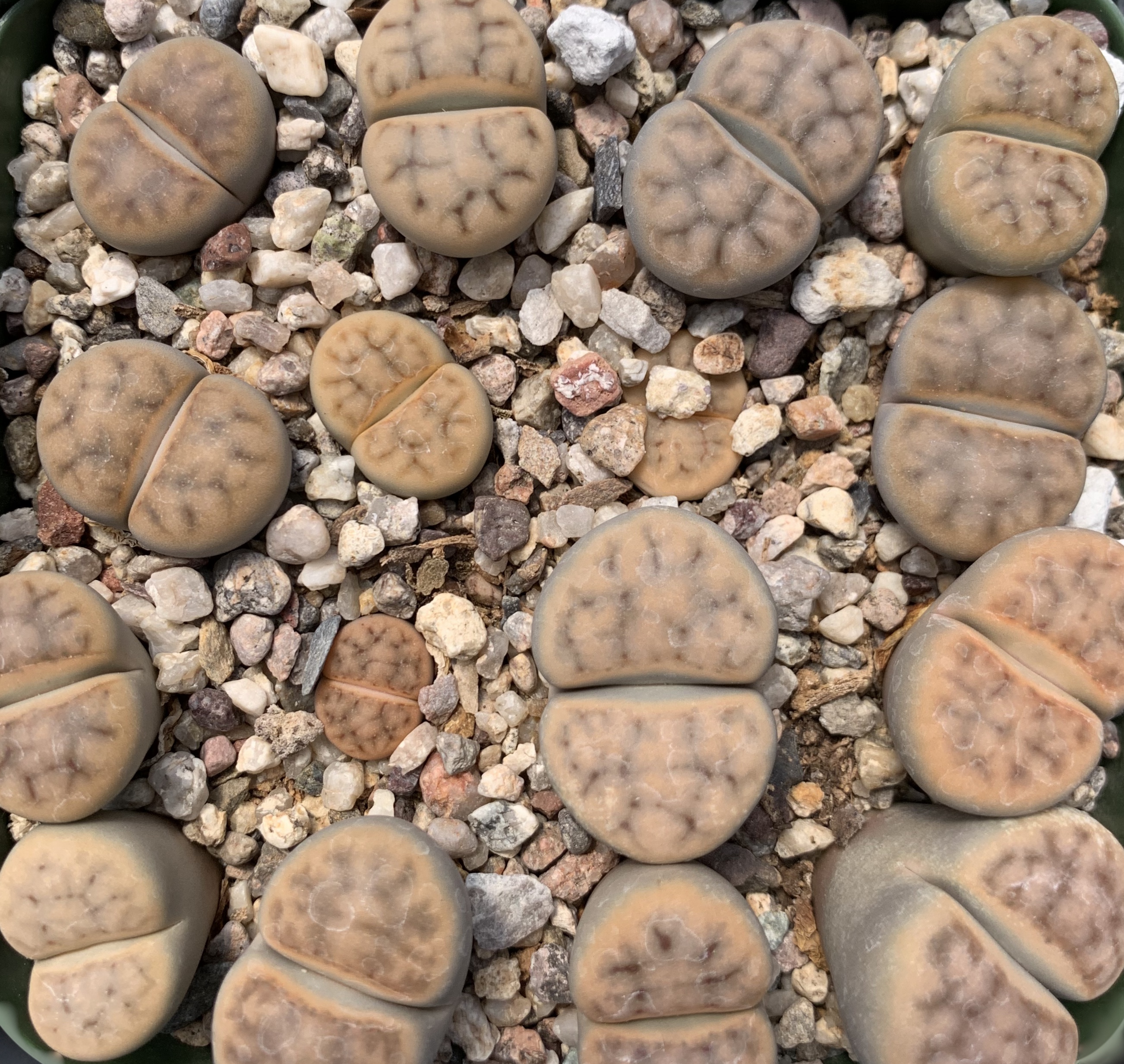 Lithops - Lithops Living Stones Nursery