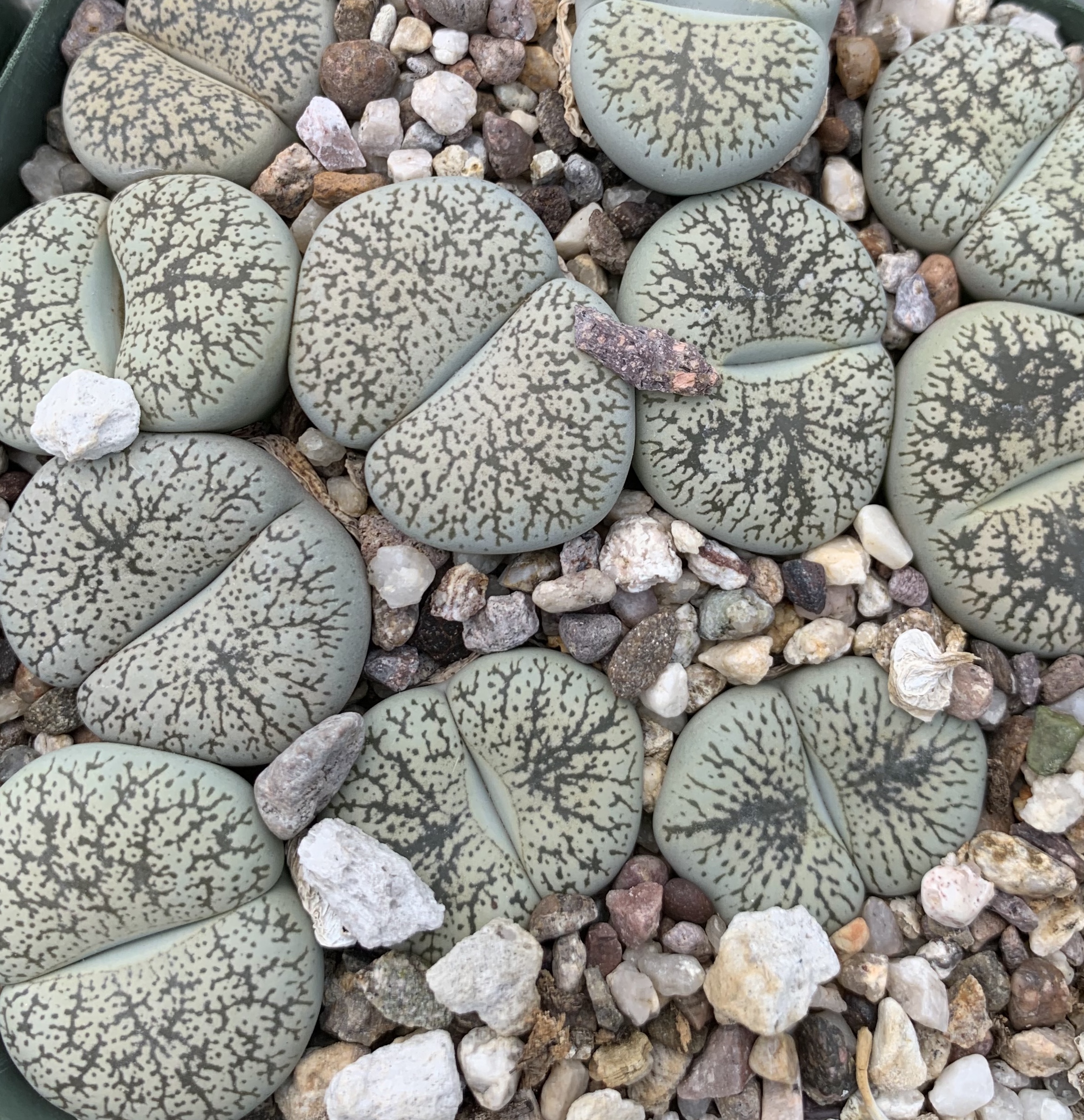 Lithops - Lithops Living Stones Nursery