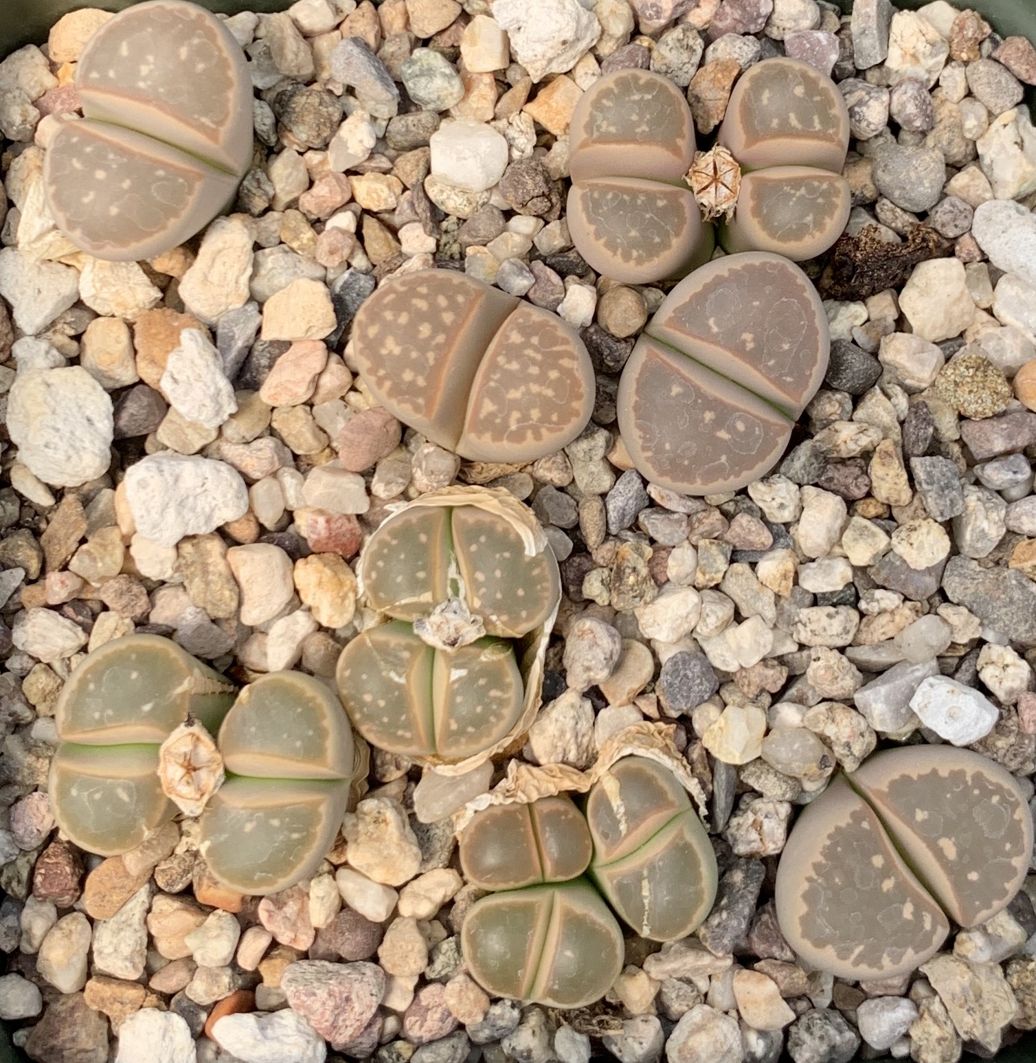 Lithops - Lithops Living Stones Nursery