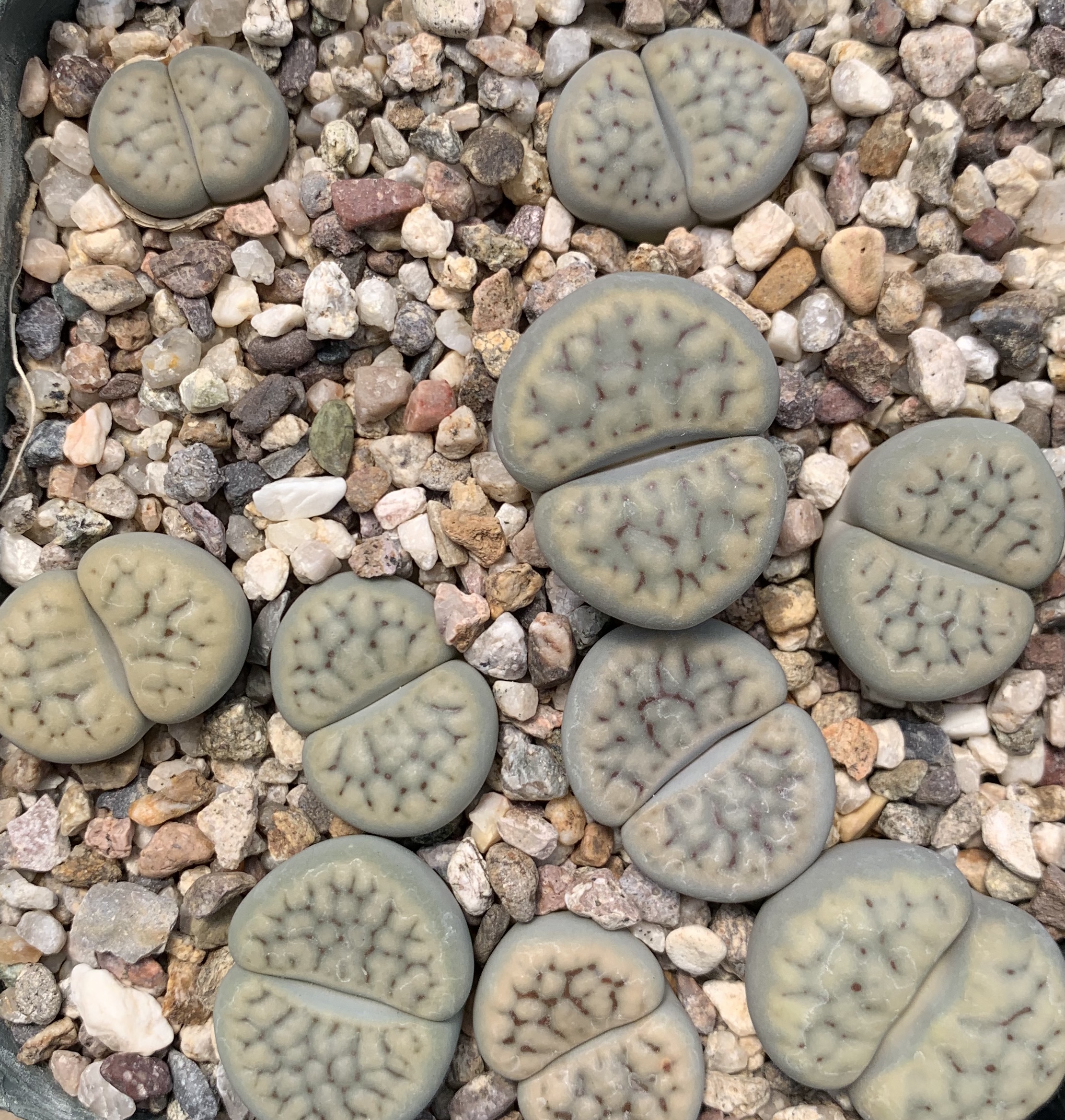Lithops - Lithops Living Stones Nursery