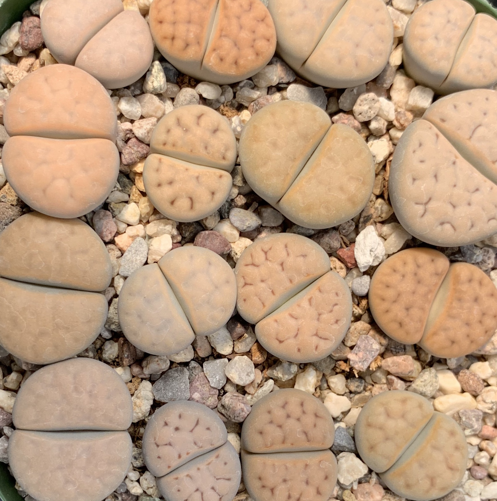 Lithops - Lithops Living Stones Nursery
