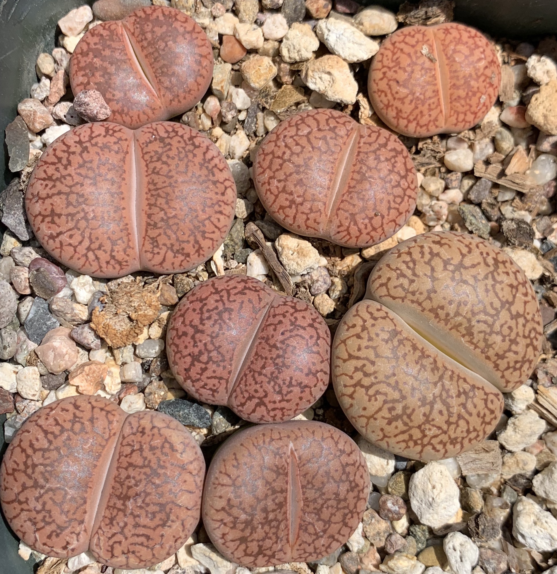 Lithops - Lithops Living Stones Nursery