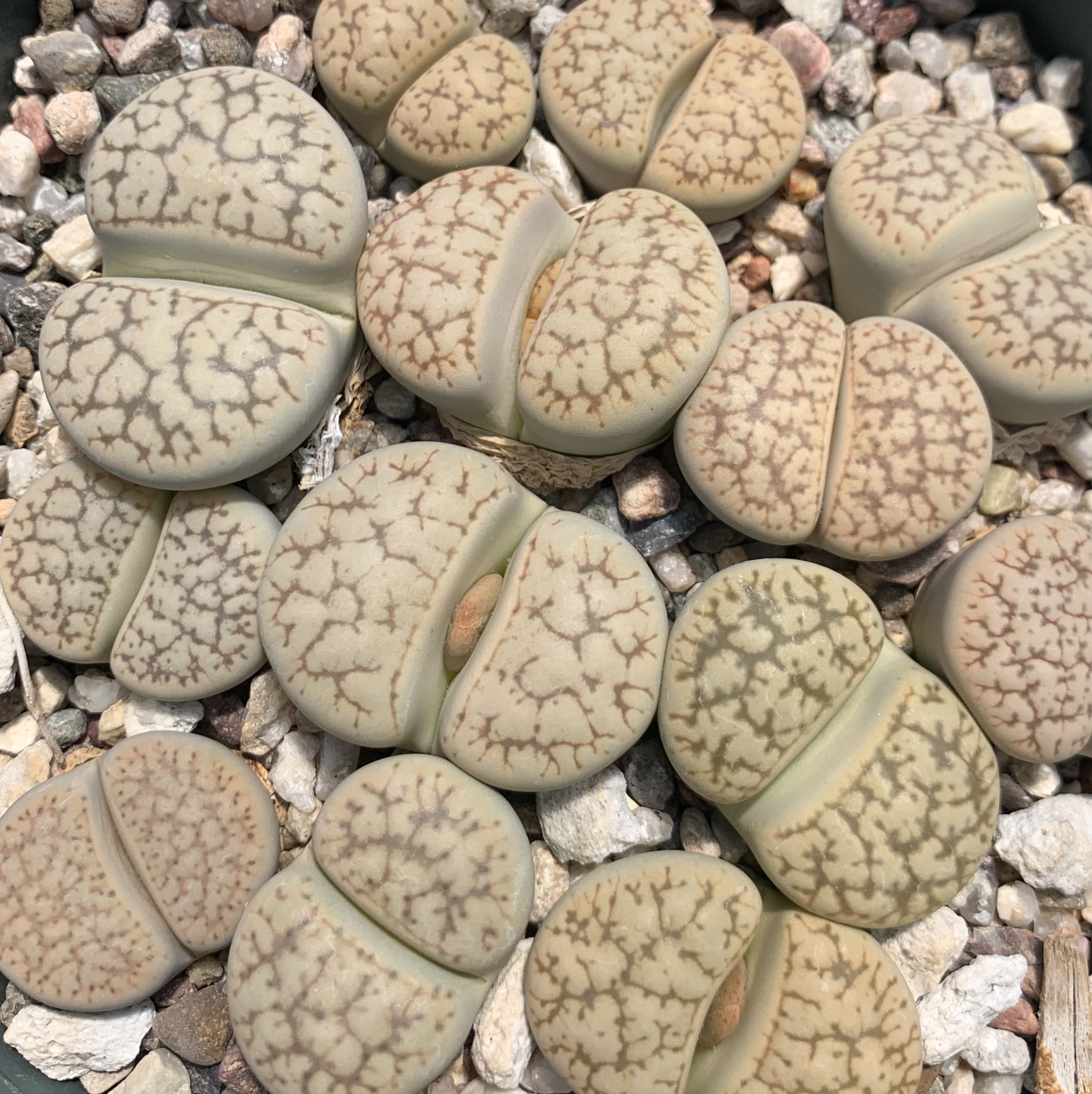 Lithops - Lithops Living Stones Nursery