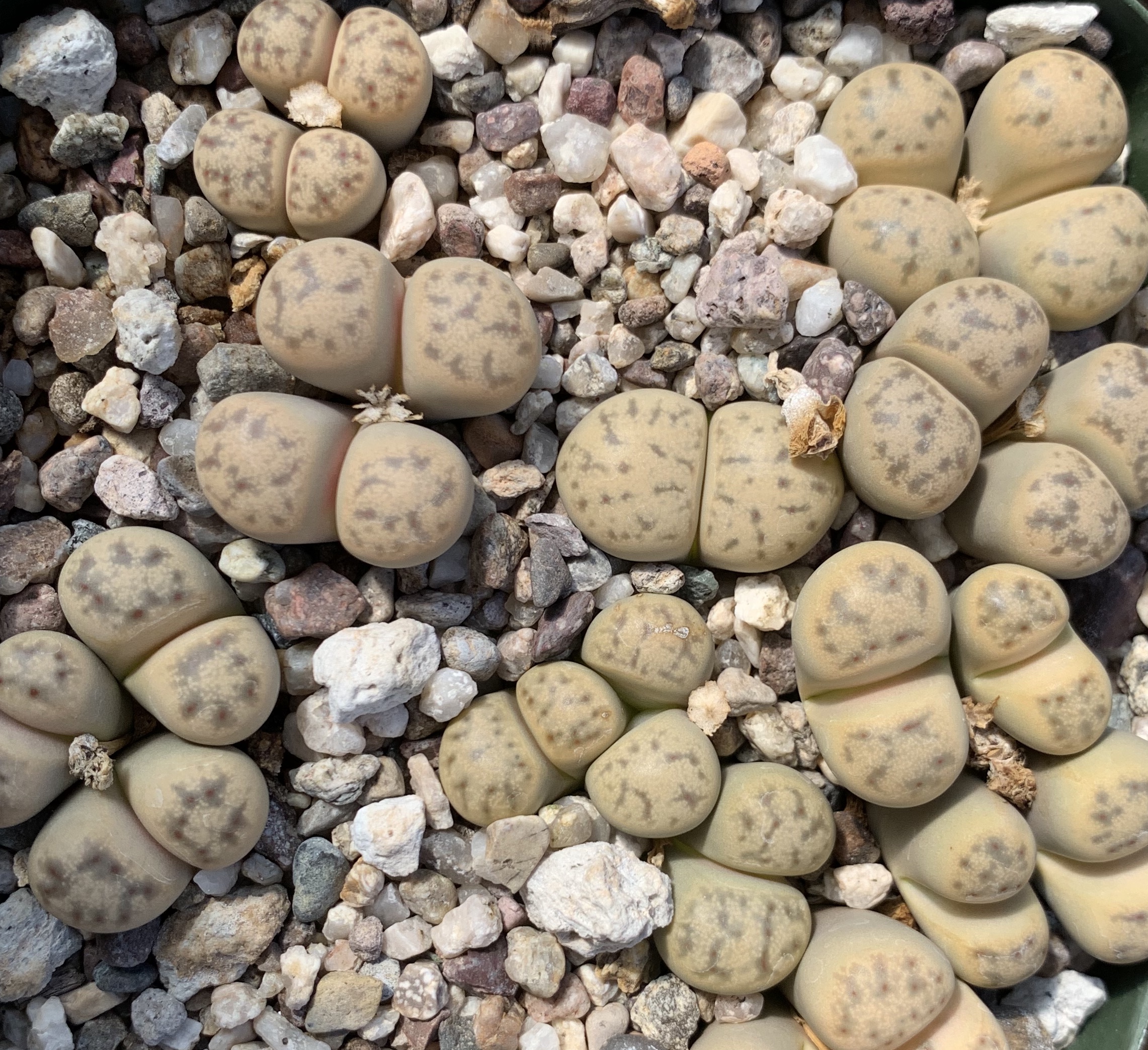 Lithops - Lithops Living Stones Nursery