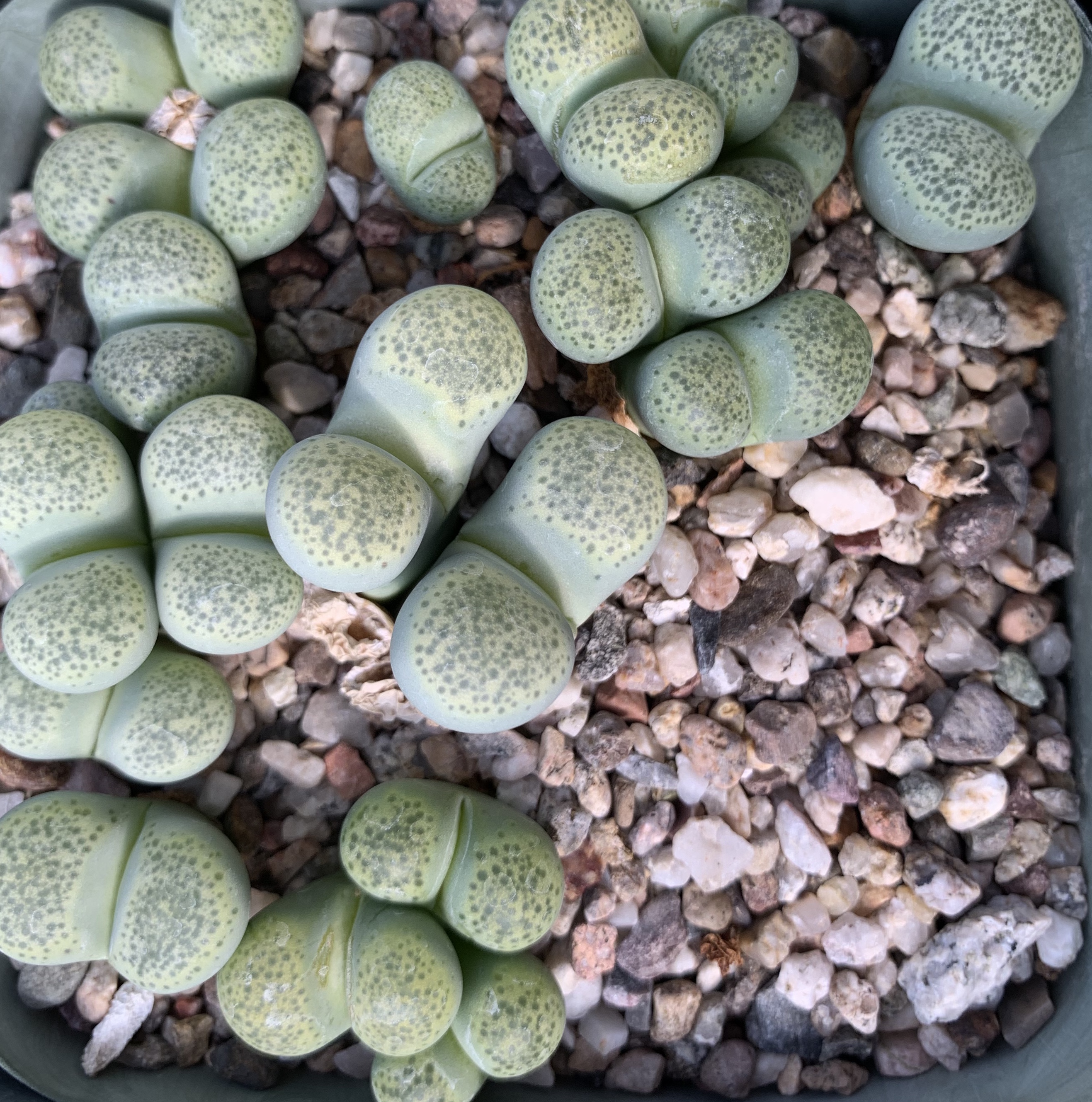 Lithops - Lithops Living Stones Nursery
