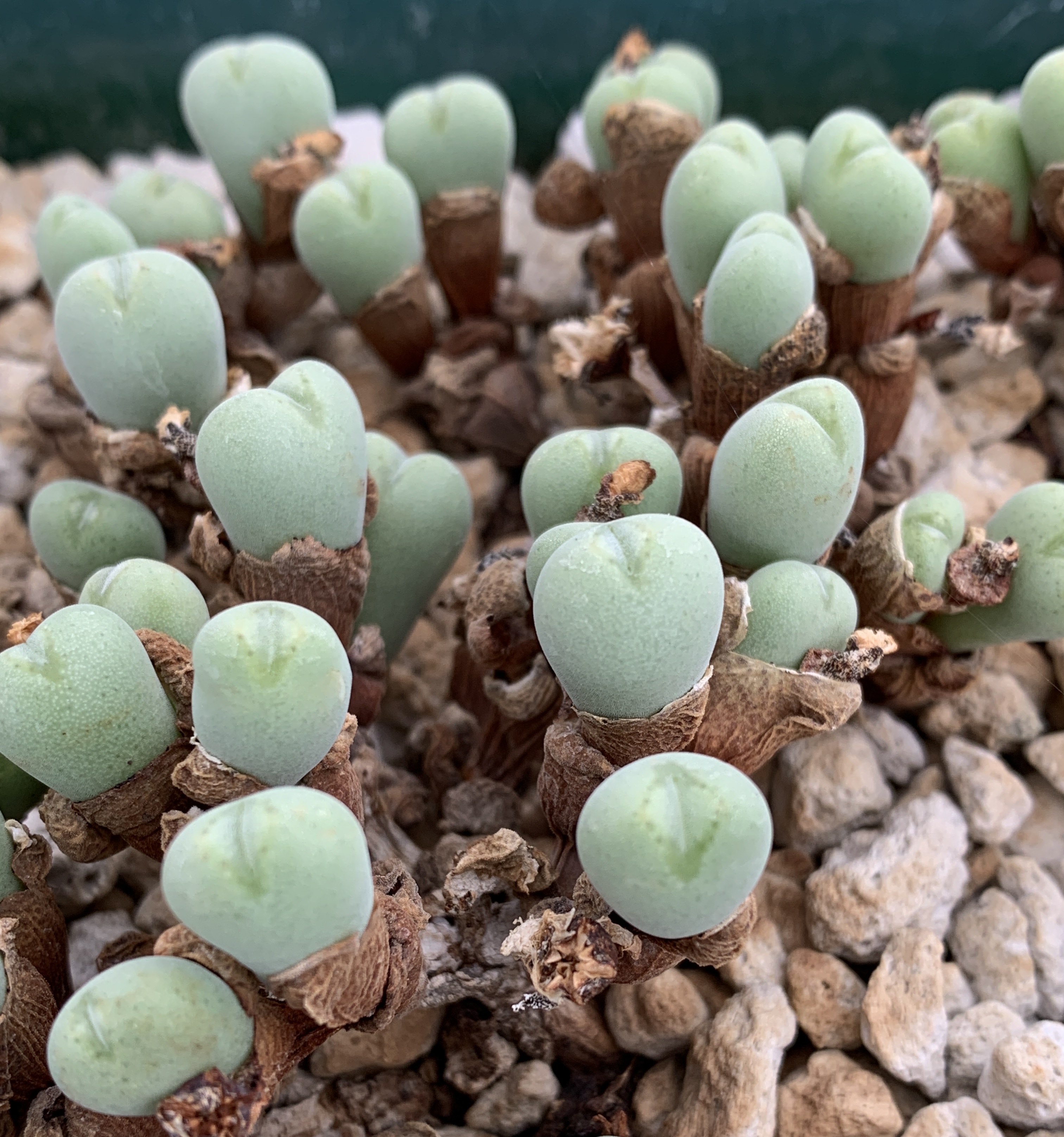Conophytum - Lithops Living Stones Nursery