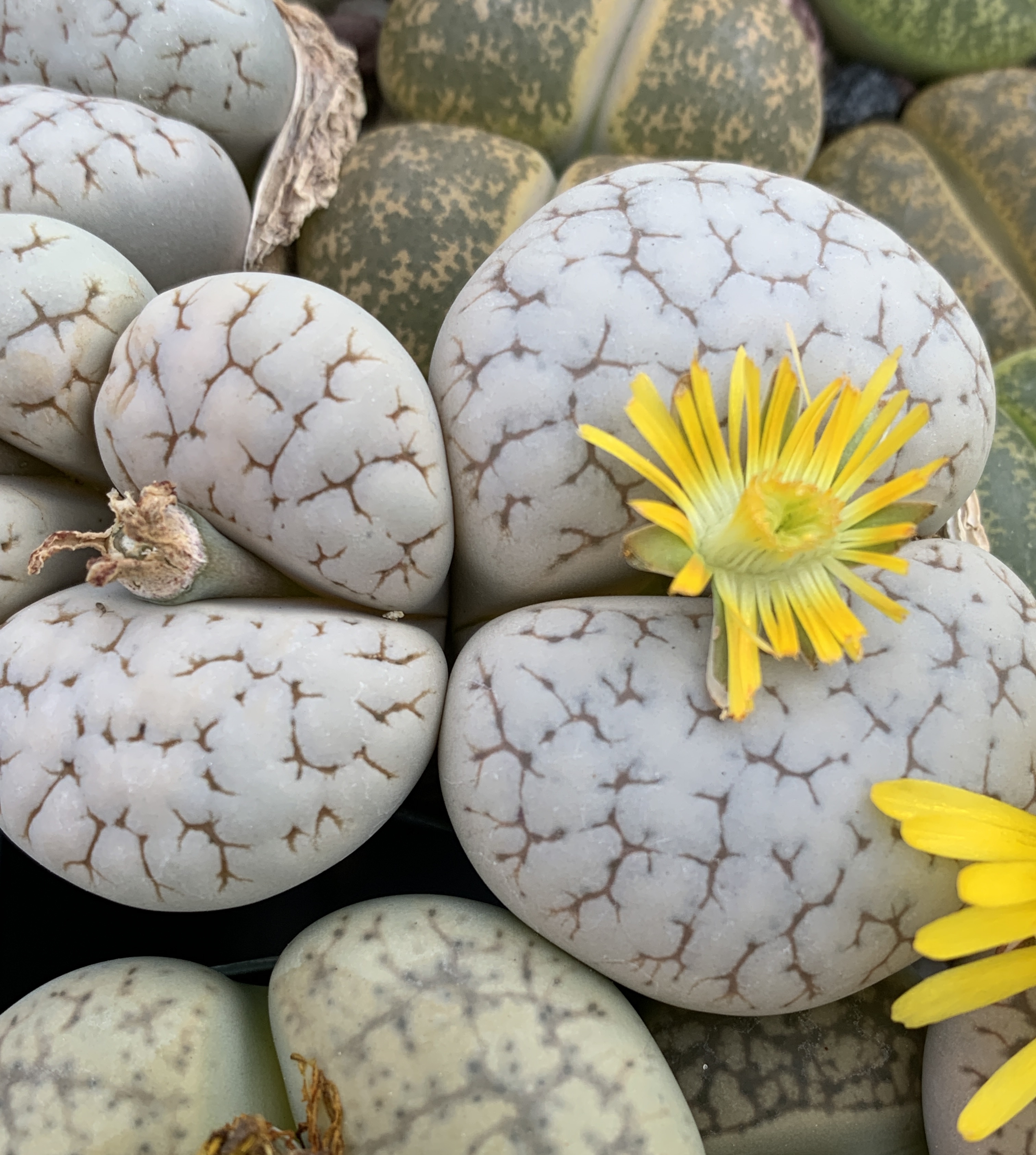 Lithops - Lithops Living Stones Nursery