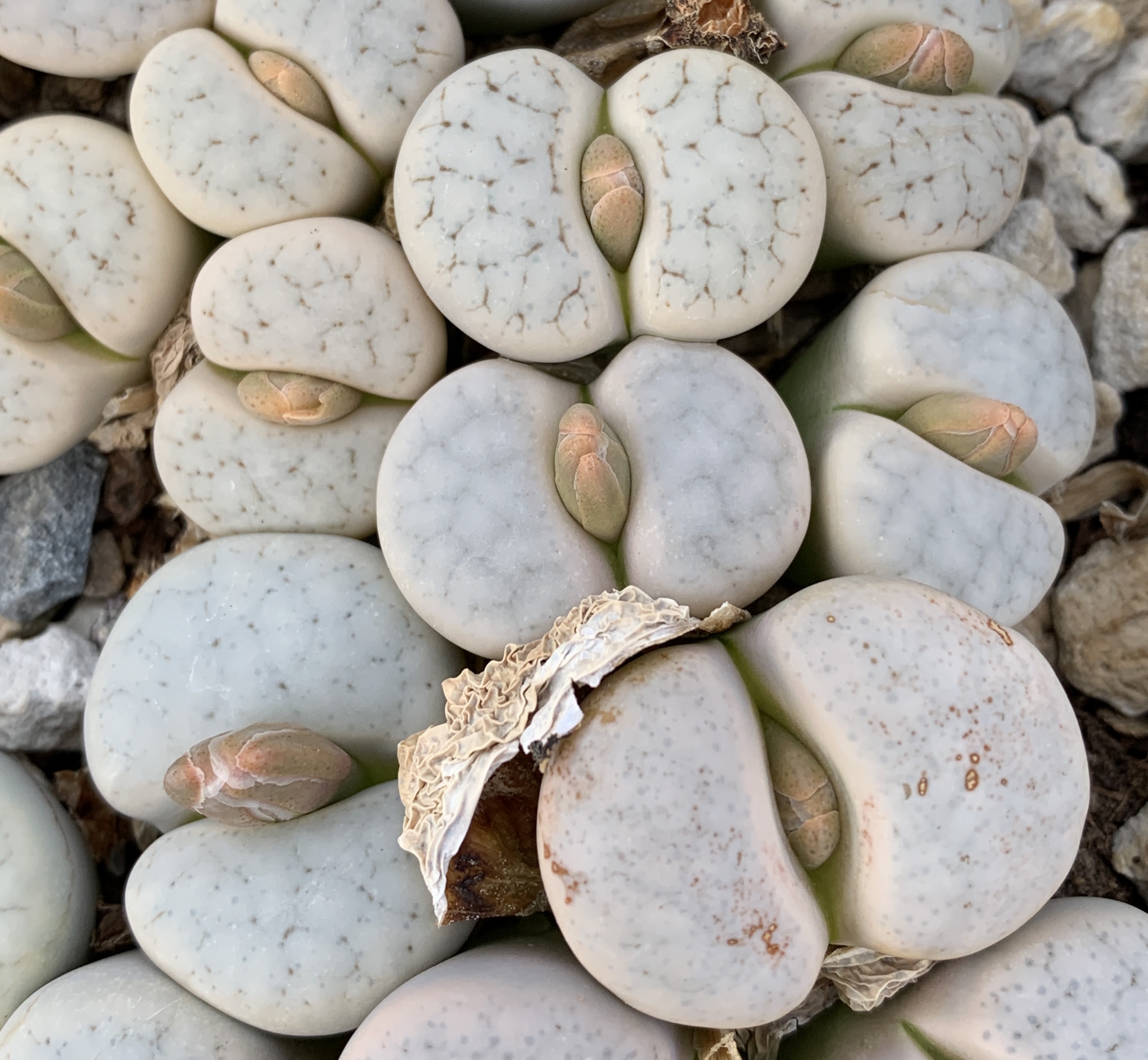 Lithops - Lithops Living Stones Nursery