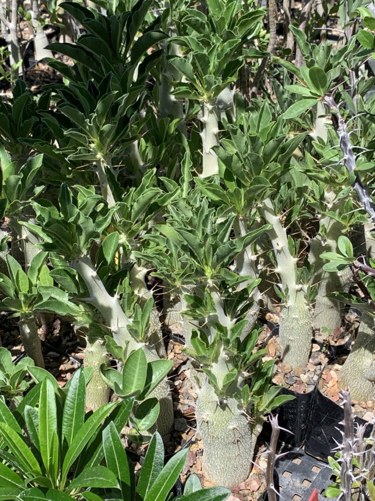 Pachypodium - Lithops Living Stones Nursery