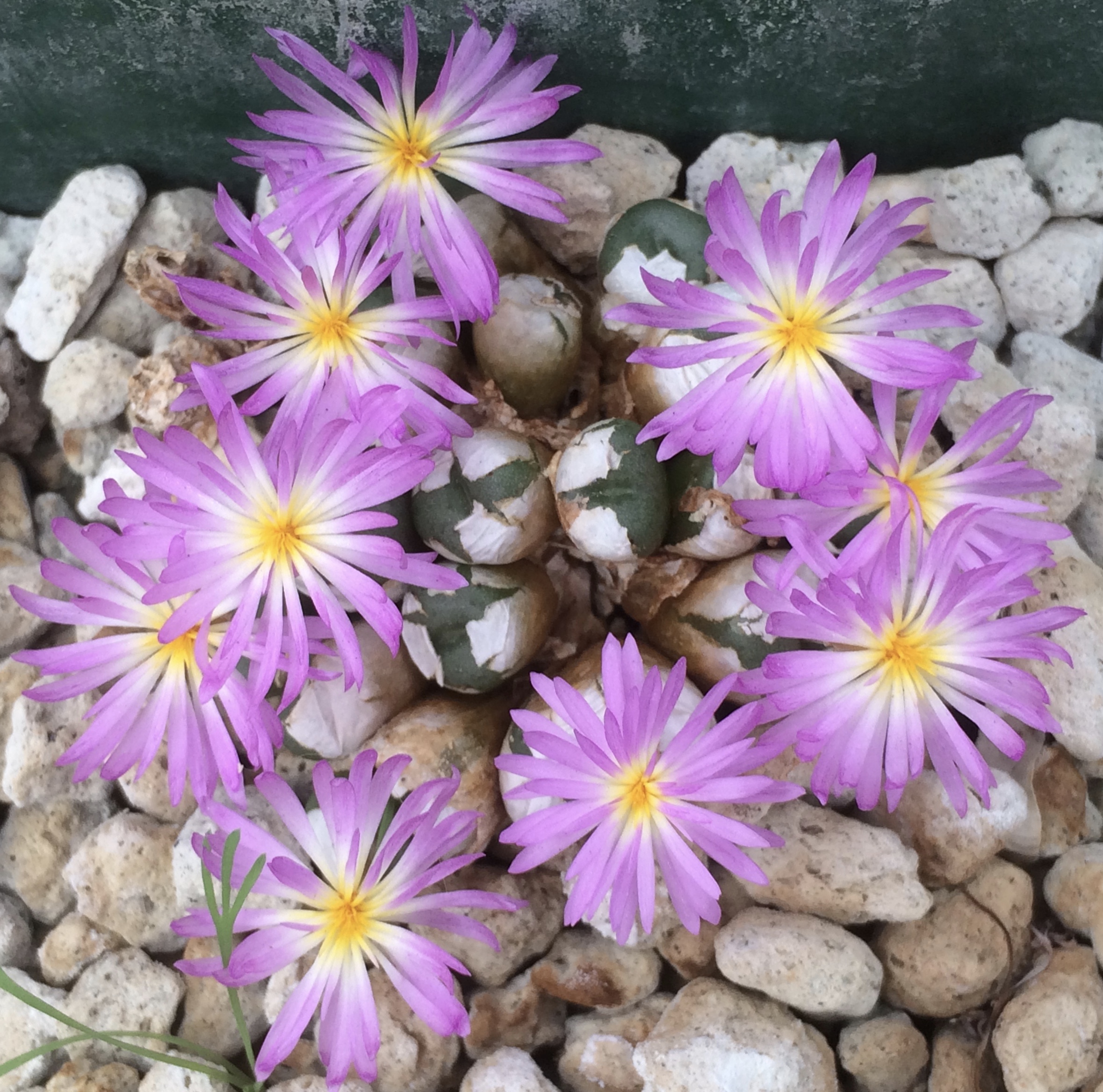 Conophytum - Lithops Living Stones Nursery