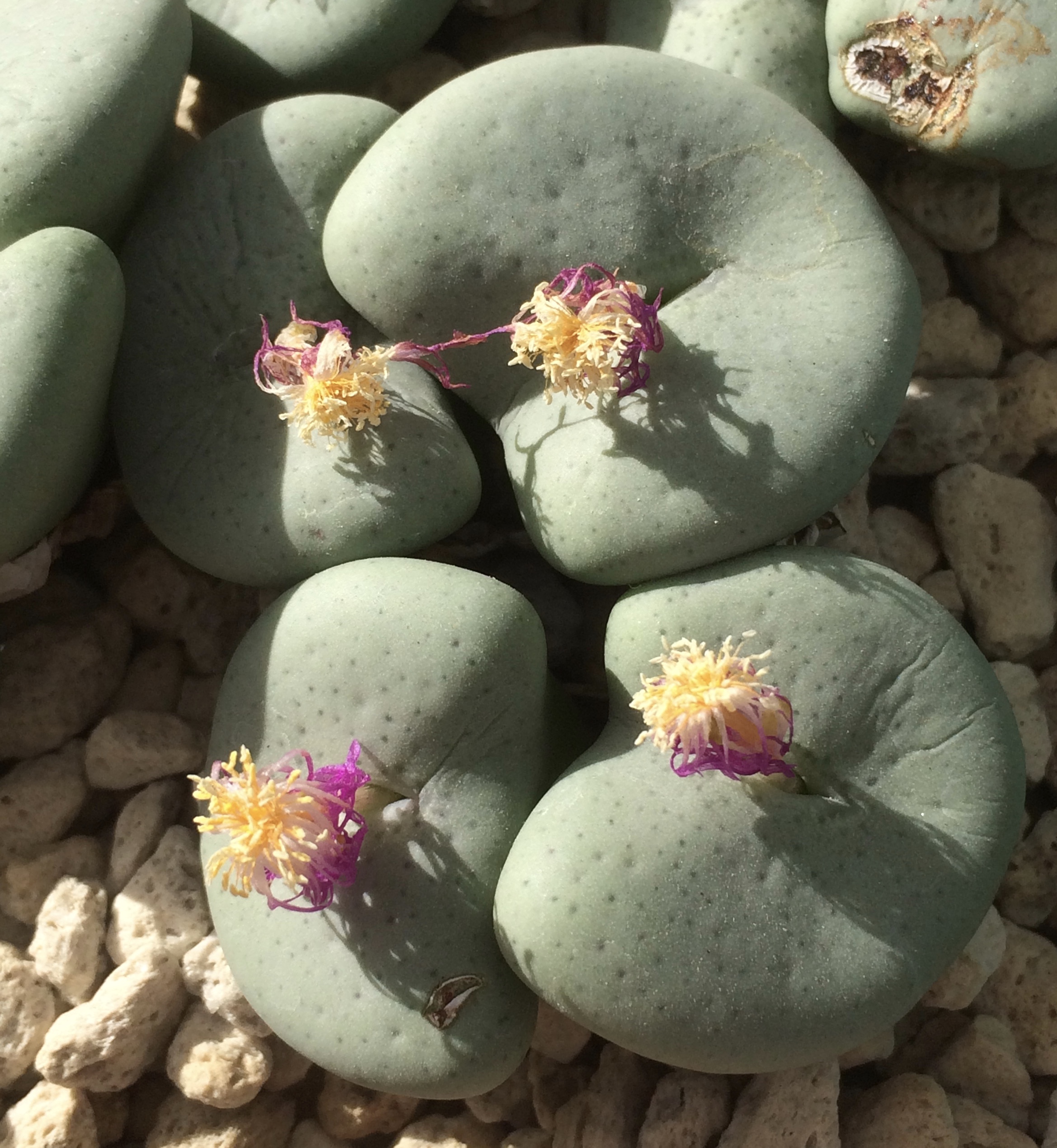 Conophytum - Lithops Living Stones Nursery