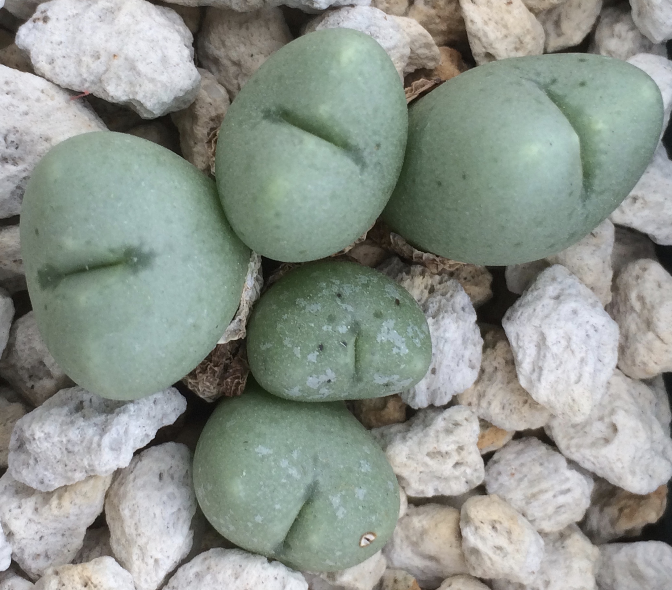 Conophytum - Lithops Living Stones Nursery