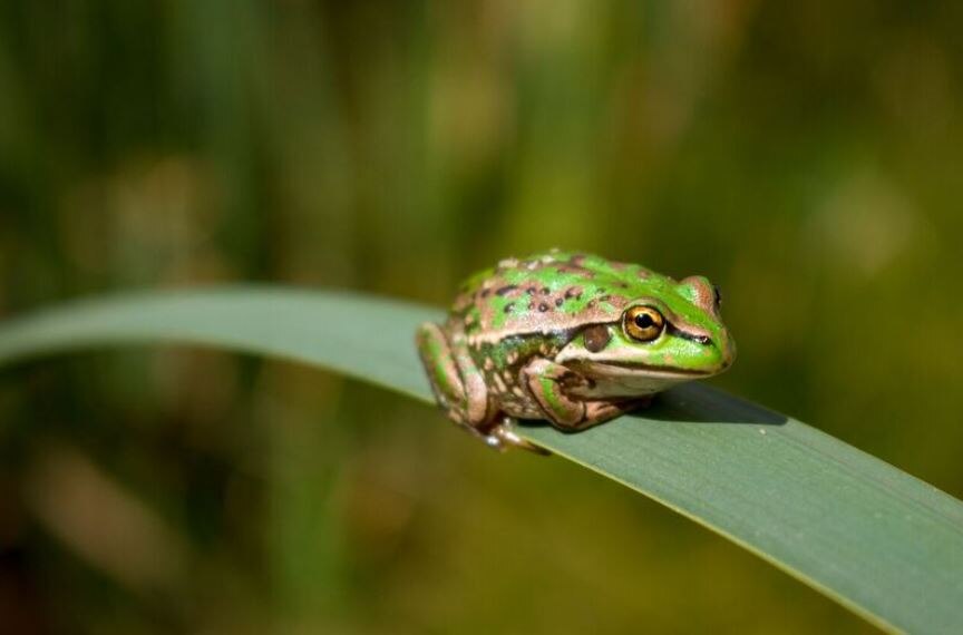 Taronga Zoo Releases Colony Of Critically Endangered Bell Frogs Abc