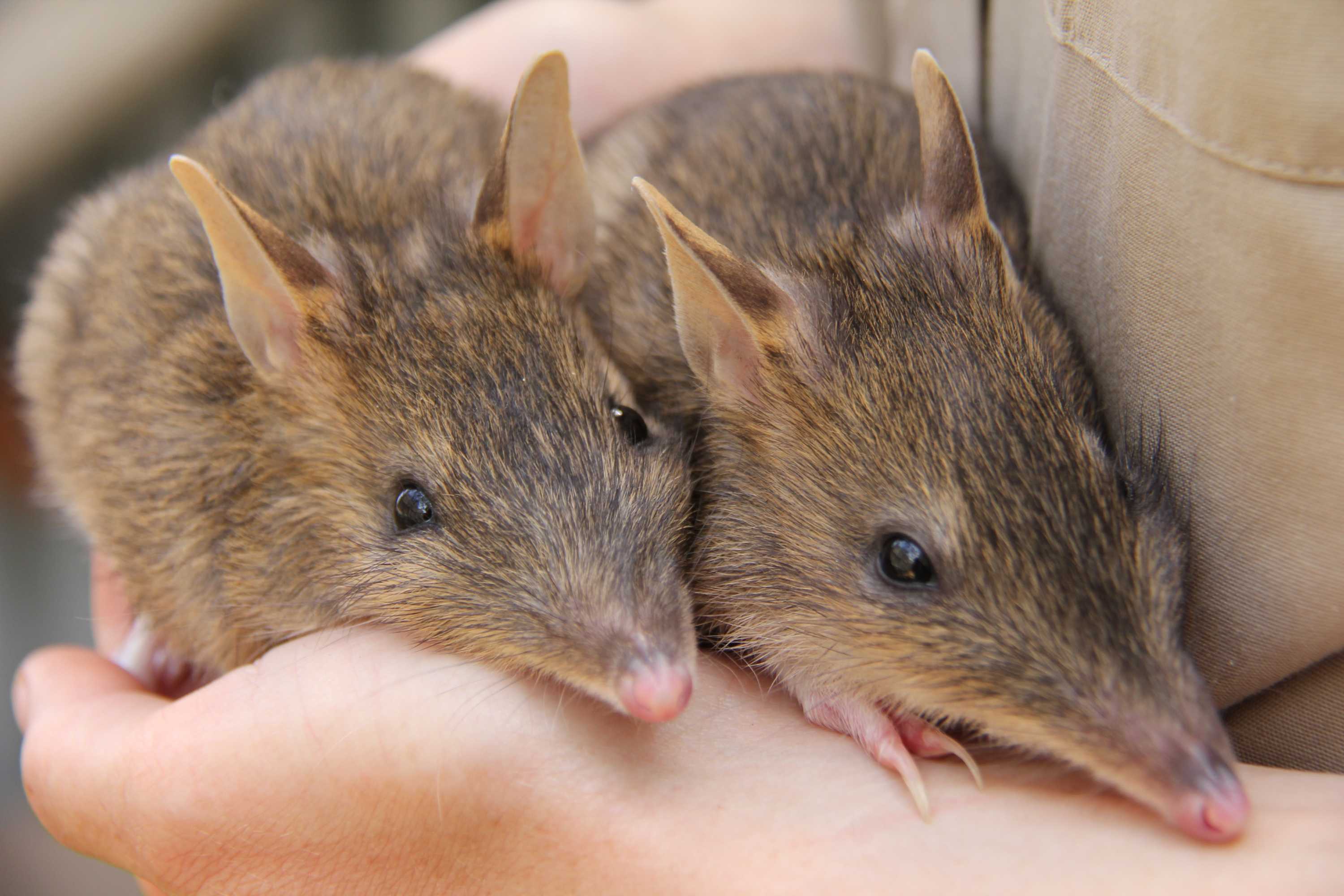 Bandicoot Breeding Success At Werribee Zoo Leads To School Holiday Fun