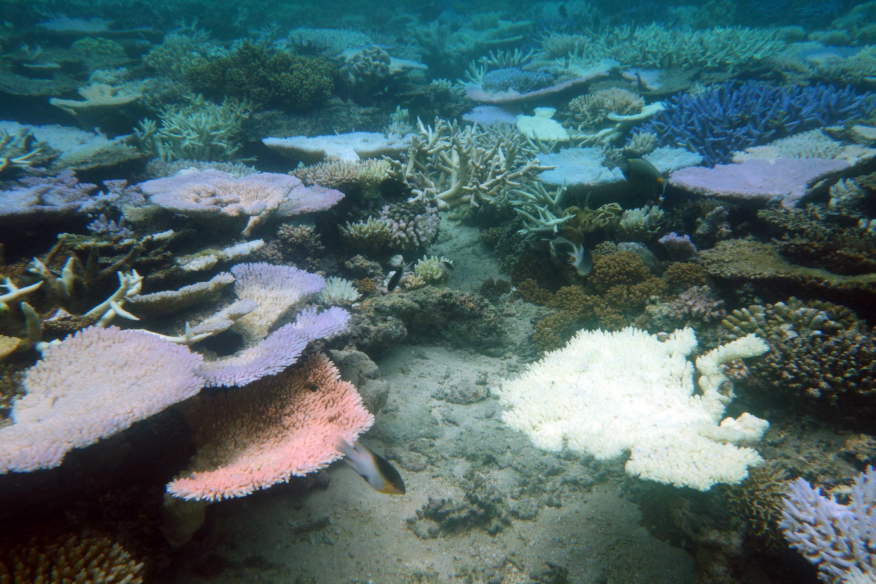Warm Ocean Temperatures Cause Another Mass Bleaching Event On Great