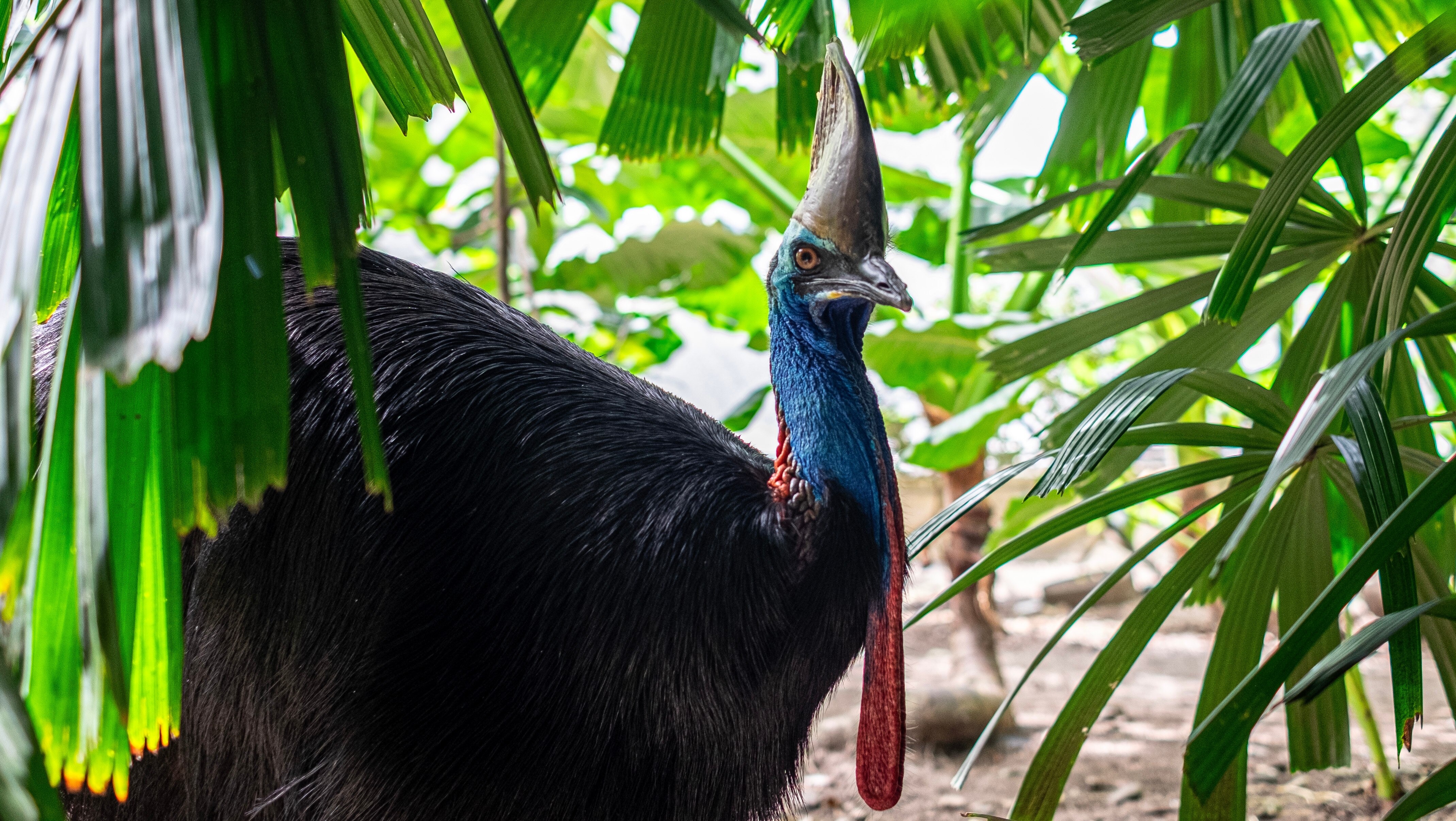 Warnings After Cassowary Attack In Cardwell Backyard Puts Elderly Man