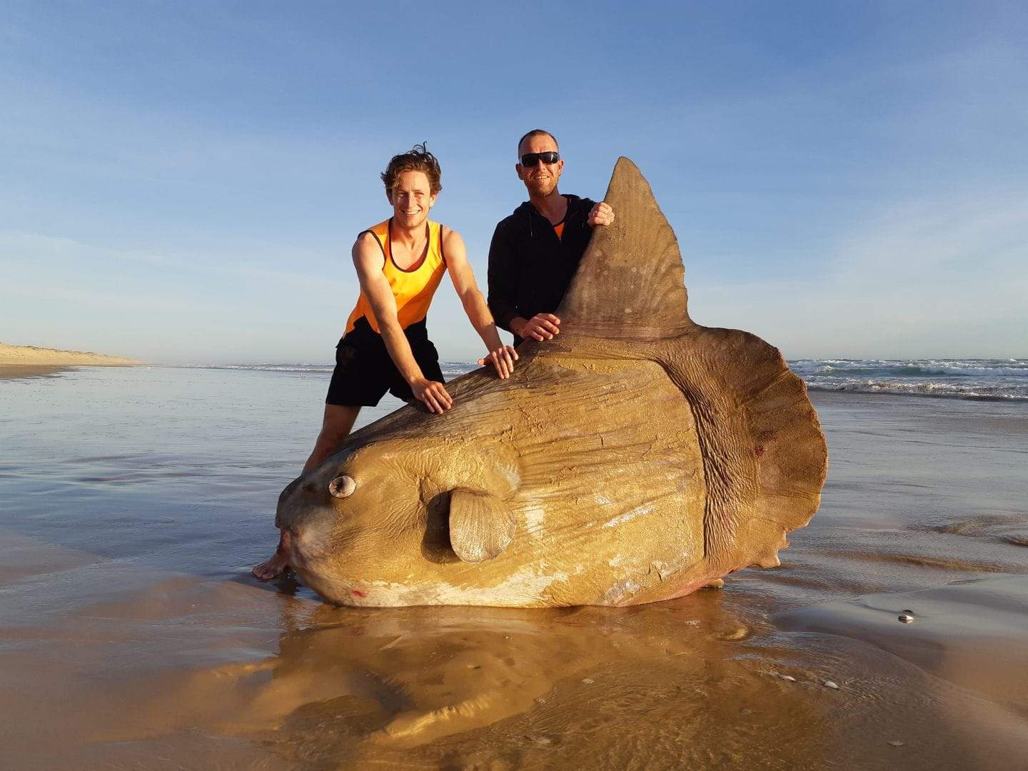 Giant Creatures Found
